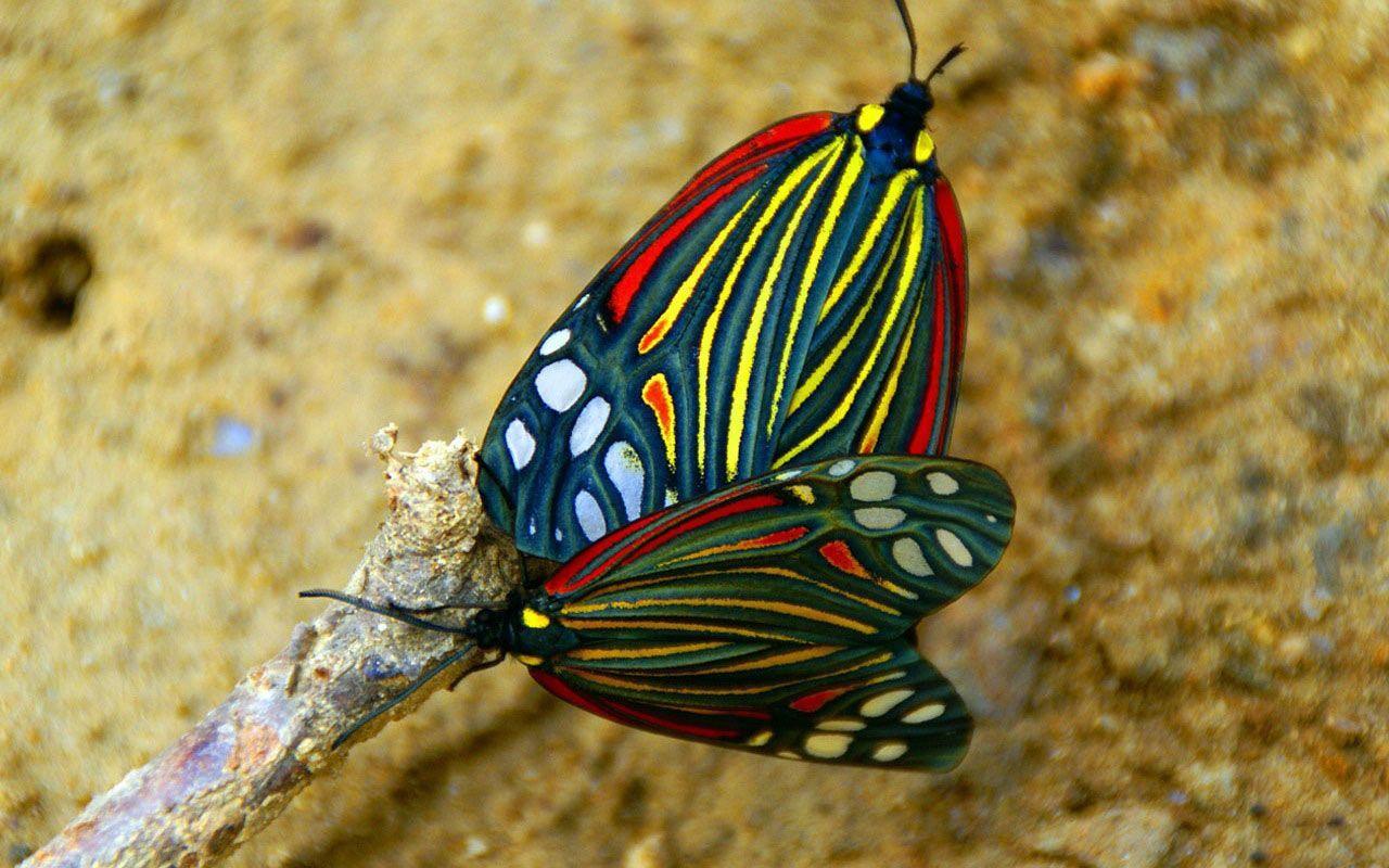 Exotic Butterflies Wallpapers - Top Free Exotic Butterflies Backgrounds ...