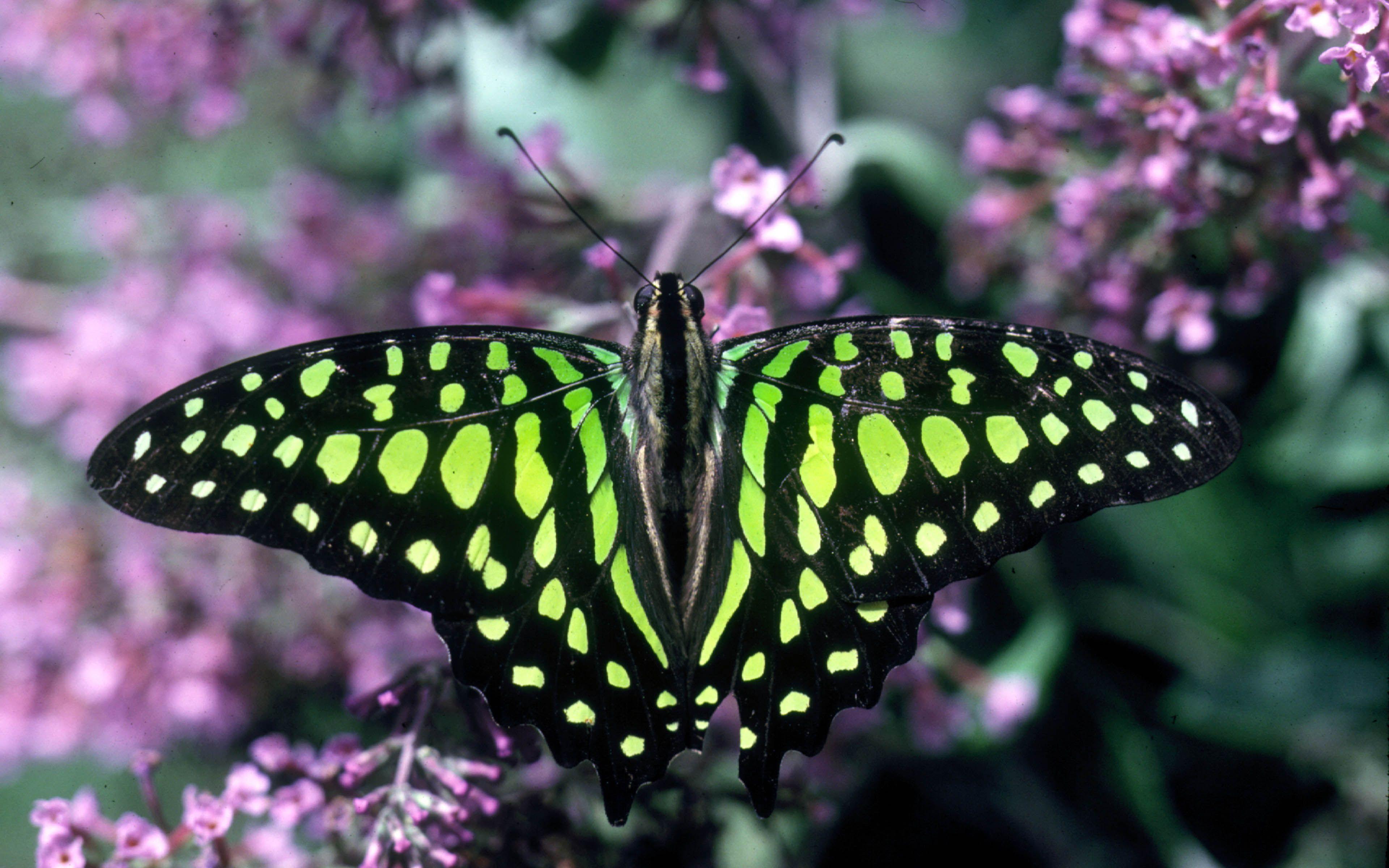 Exotic Butterflies Wallpapers - Top Free Exotic Butterflies Backgrounds ...