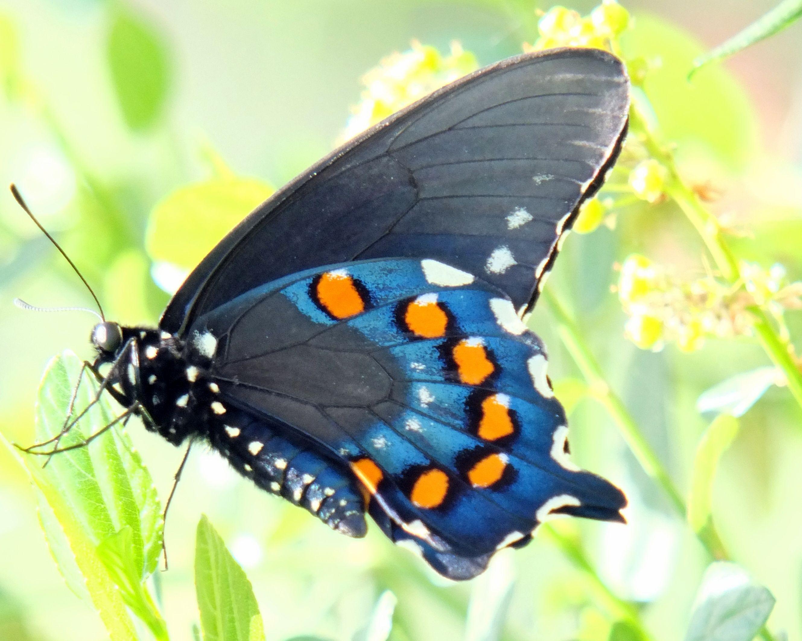 Exotic Butterflies Wallpapers - Top Free Exotic Butterflies Backgrounds ...