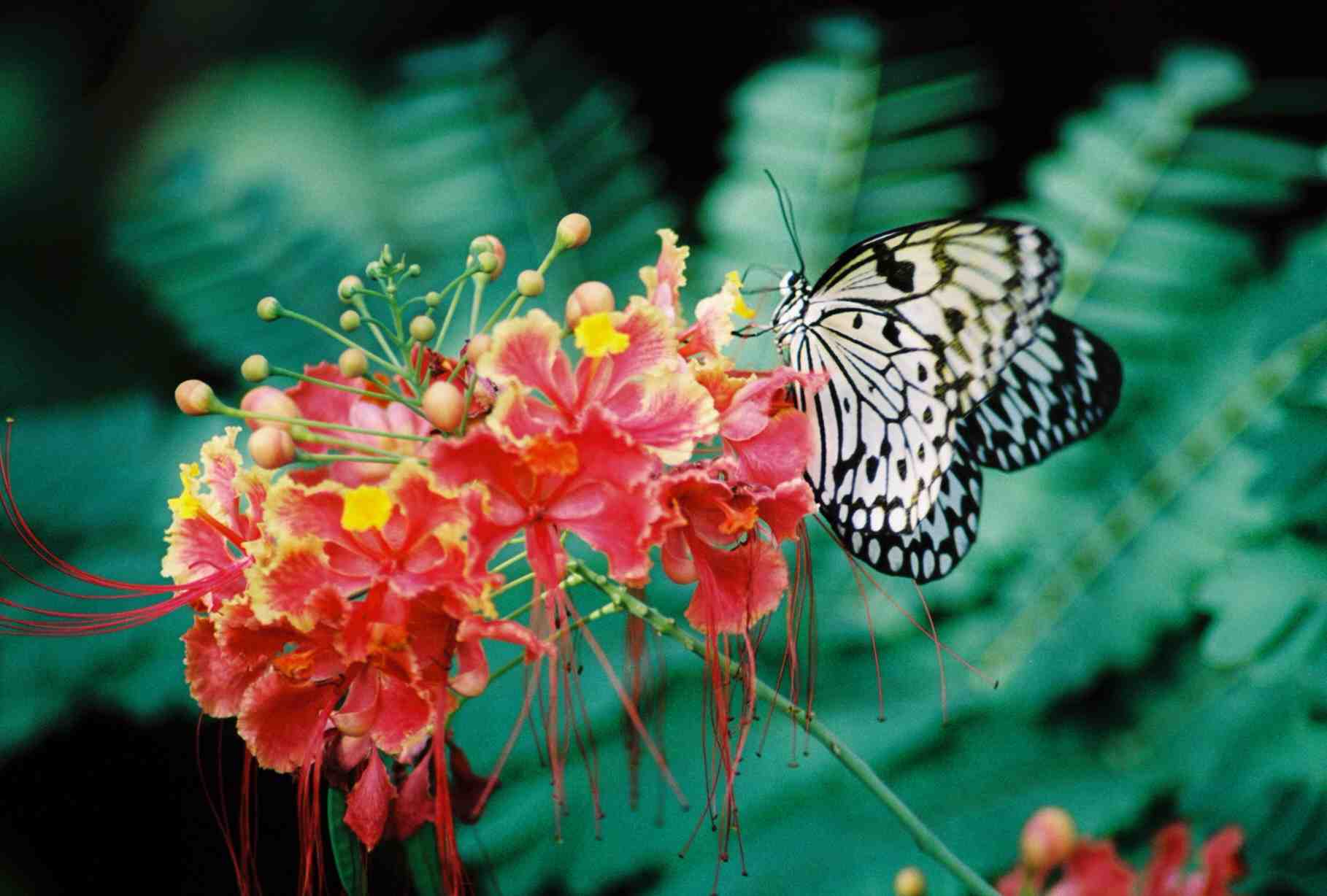 Exotic Butterflies Wallpapers - Top Free Exotic Butterflies Backgrounds ...