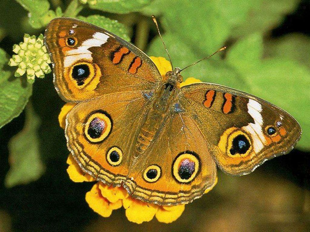 Exotic Butterflies Wallpapers - Top Free Exotic Butterflies Backgrounds ...