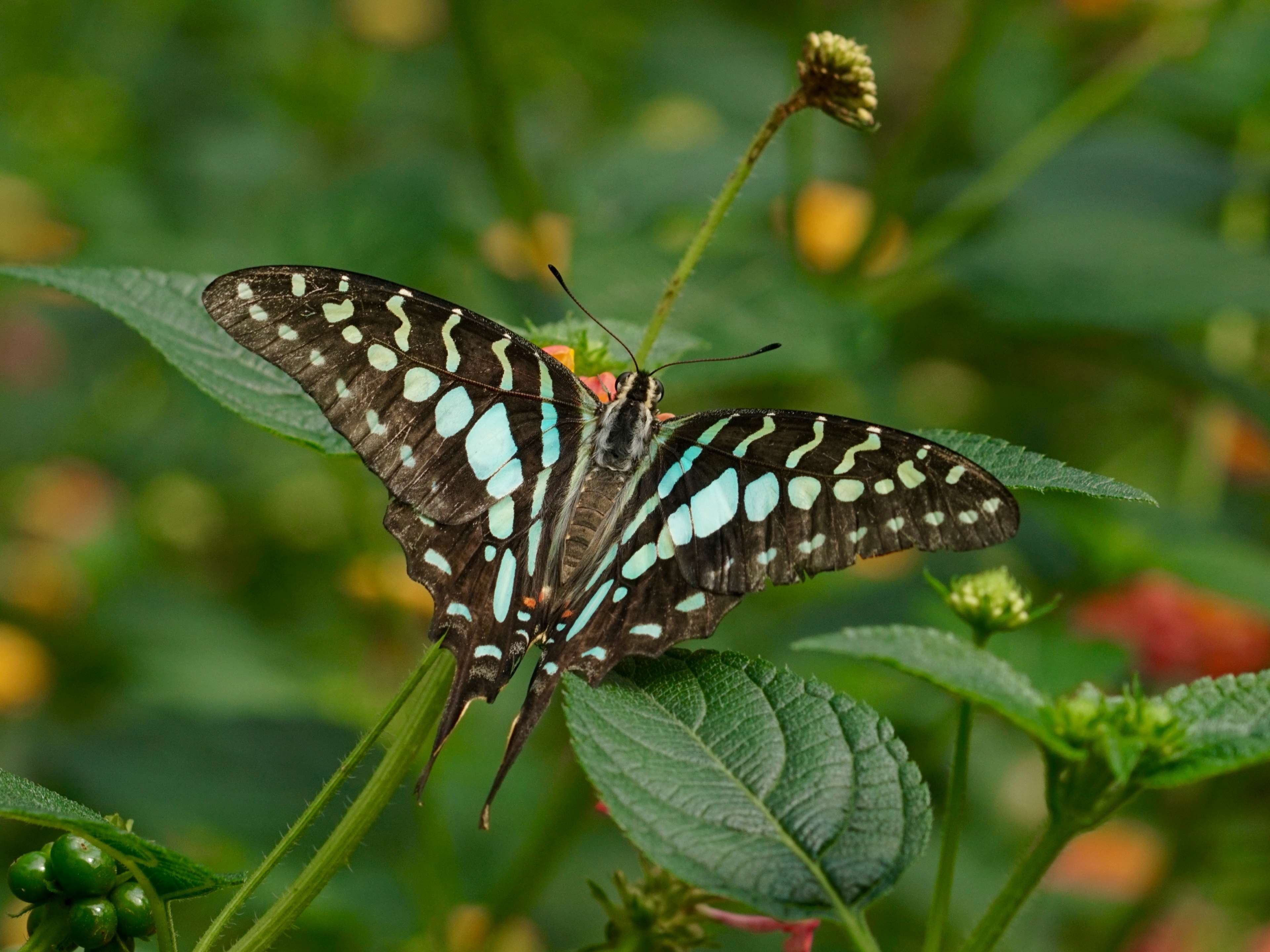 Exotic Butterflies Wallpapers - Top Free Exotic Butterflies Backgrounds ...