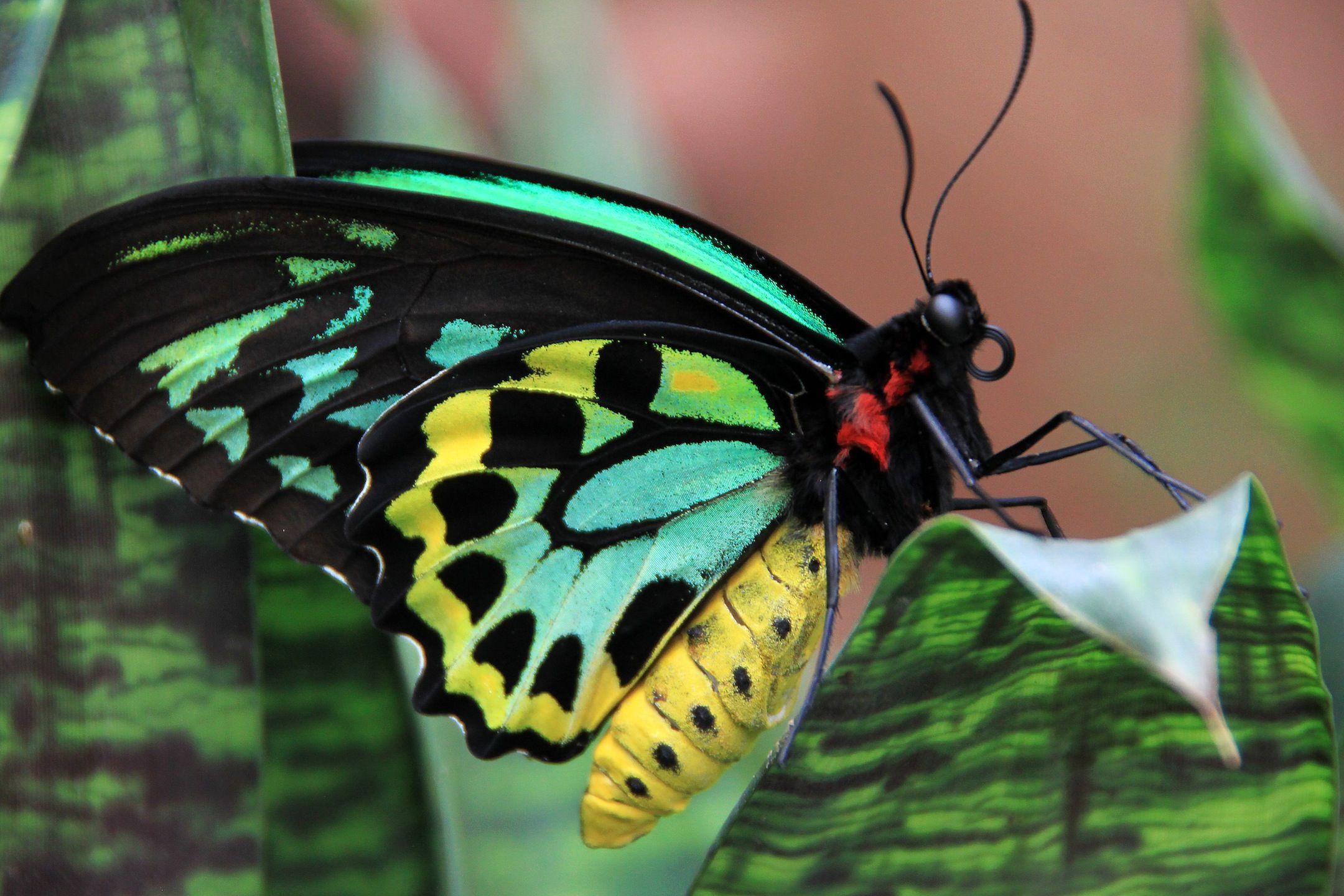 Exotic Butterflies Wallpapers - Top Free Exotic Butterflies Backgrounds ...