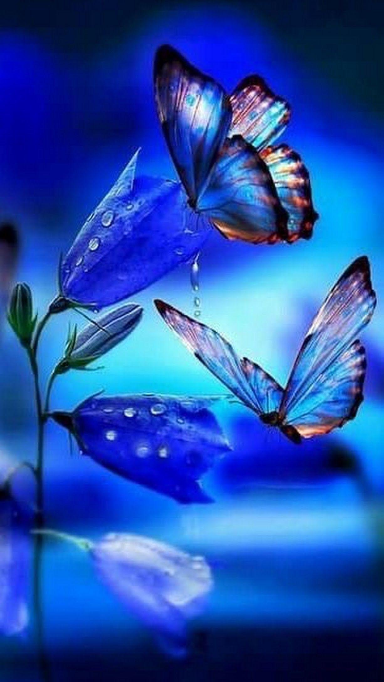 Exotic Butterflies Wallpapers - Top Free Exotic Butterflies Backgrounds ...