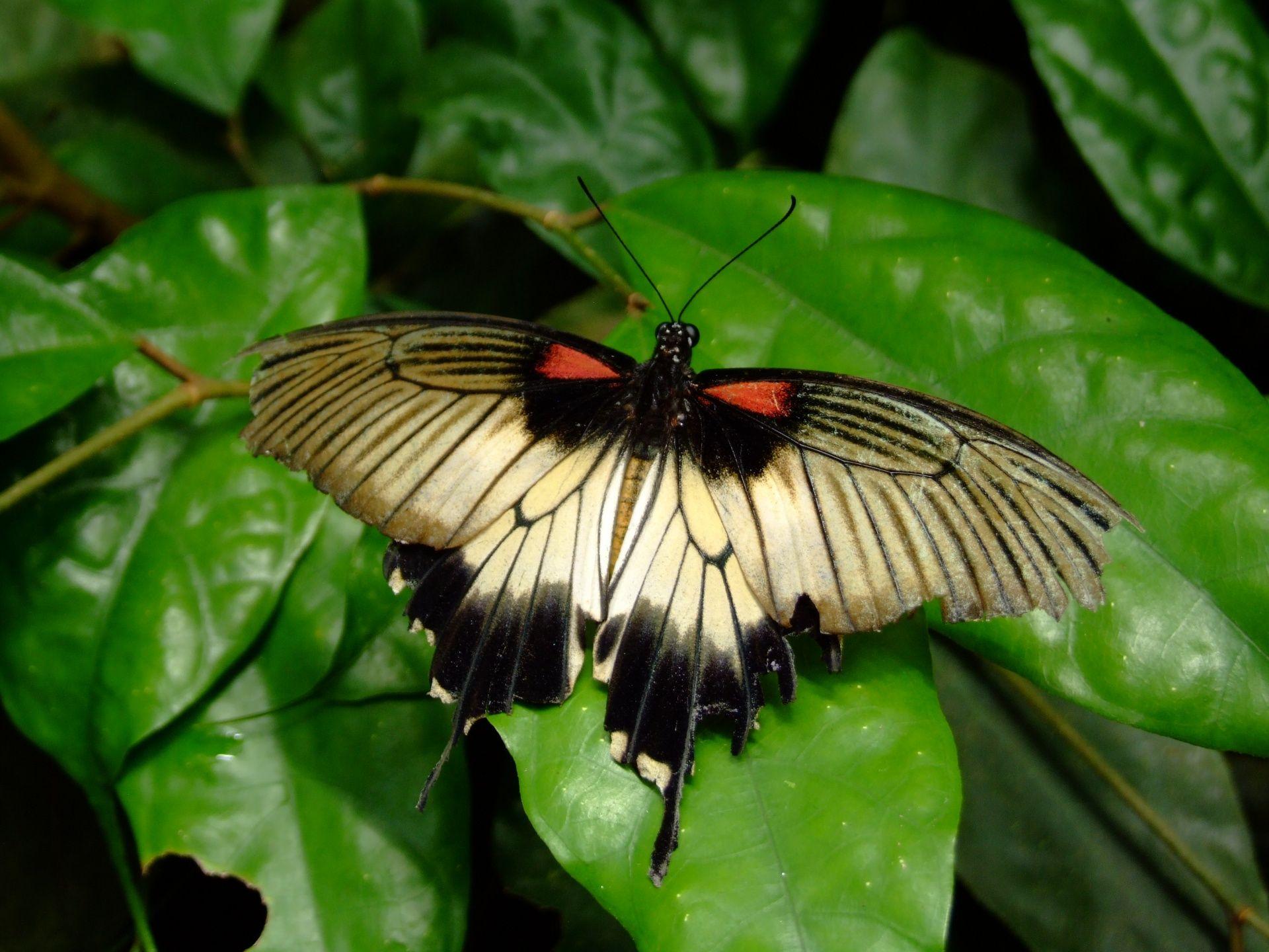 Exotic Butterflies Wallpapers - Top Free Exotic Butterflies Backgrounds ...