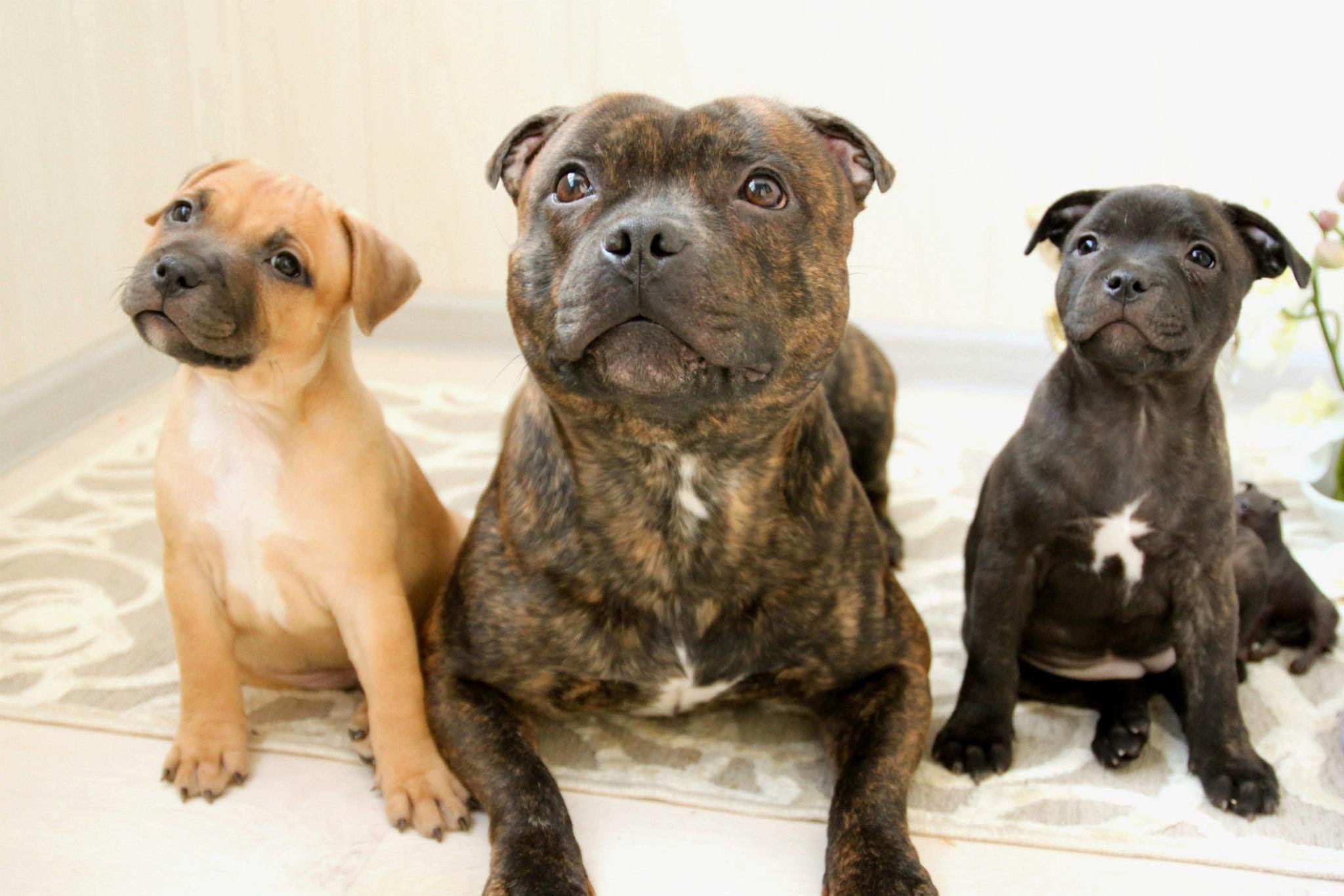 Staffordshire Bull Terriers Wallpapers - Top Free Staffordshire Bull ...
