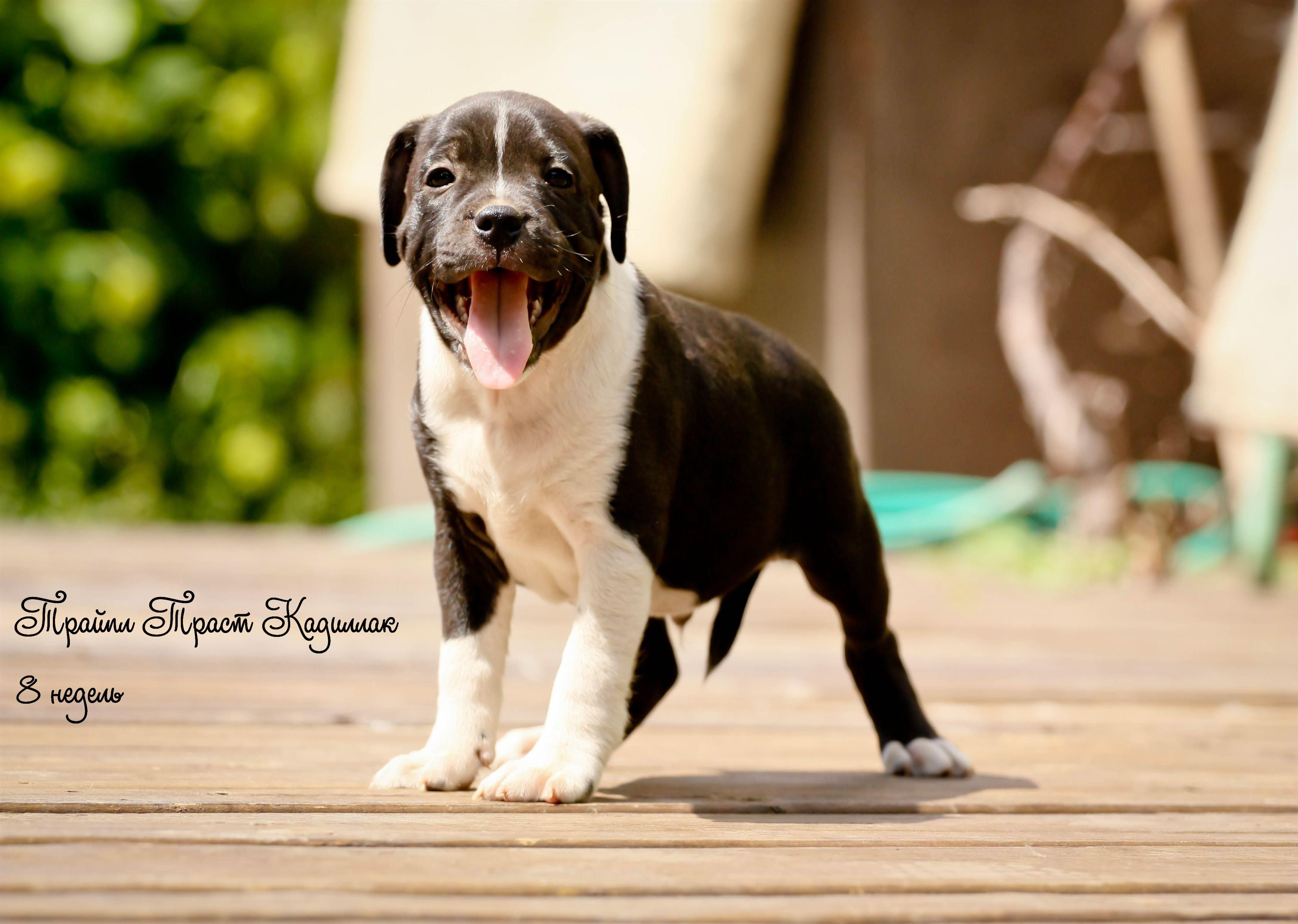 Staffordshire Bull Terriers Wallpapers - Top Free Staffordshire Bull ...
