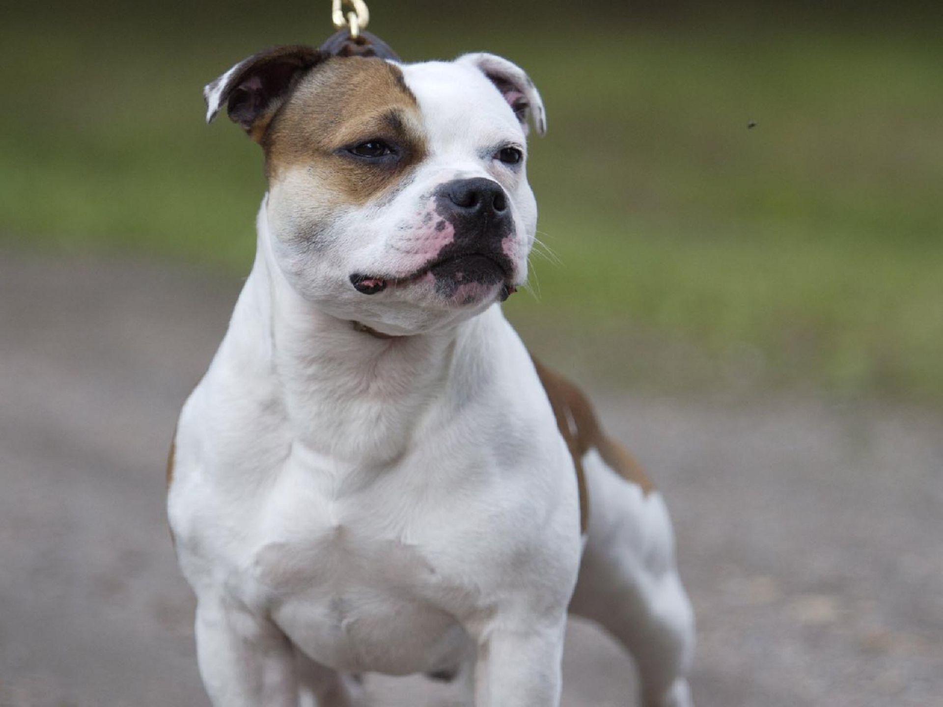 Staffy Wallpapers - Top Free Staffy Backgrounds - WallpaperAccess
