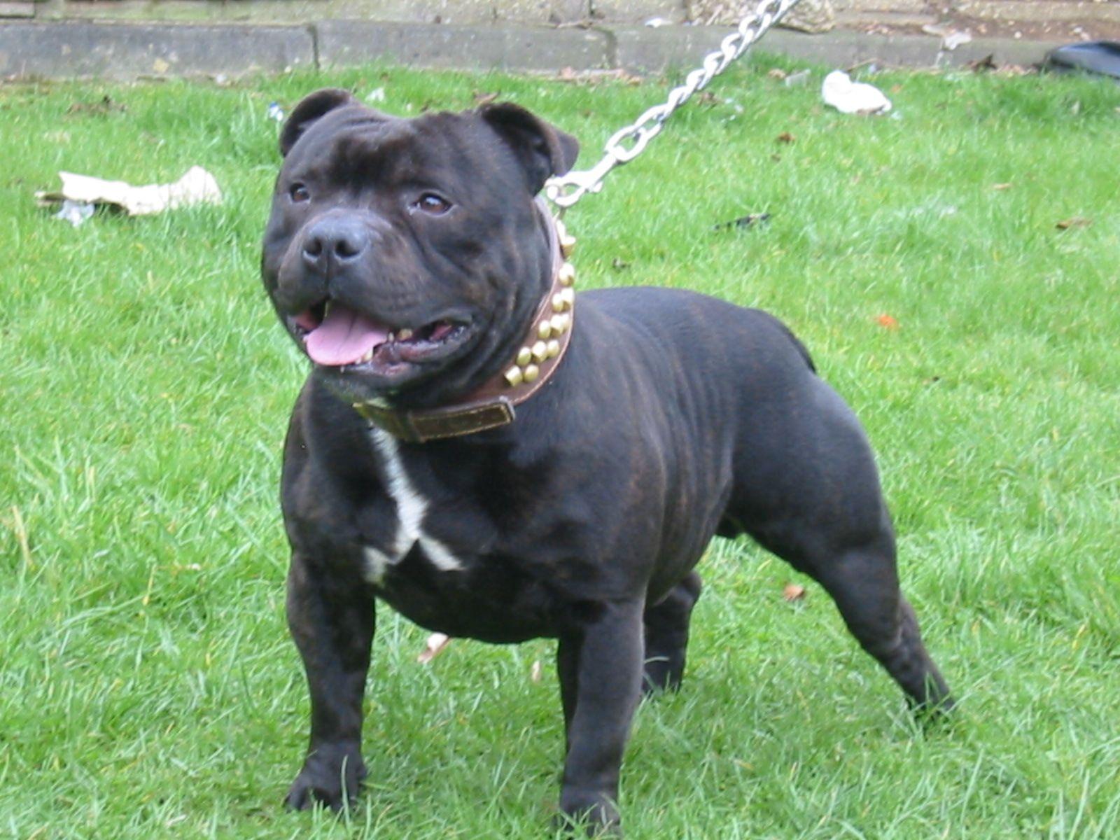 Staffy Wallpapers - Top Free Staffy Backgrounds - WallpaperAccess