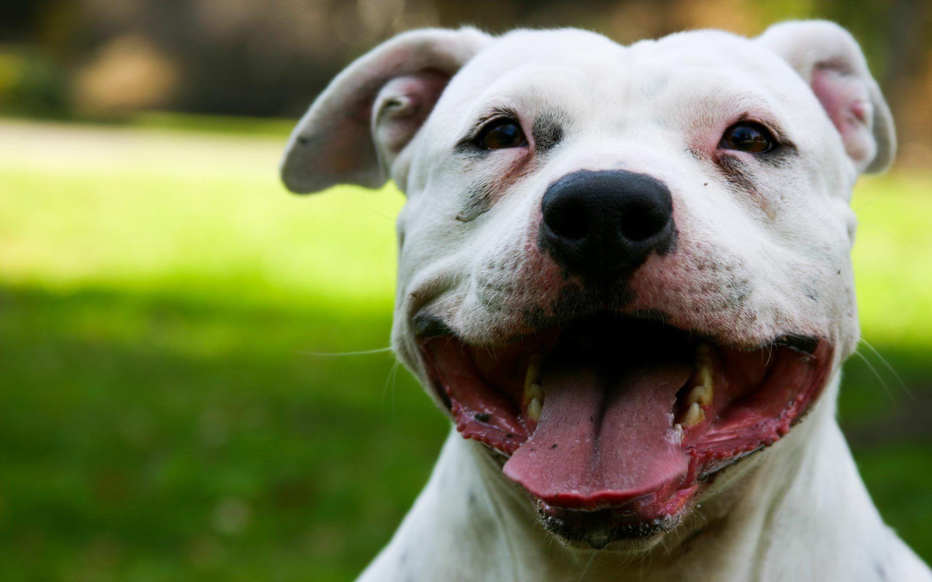 Staffy Wallpapers - Top Free Staffy Backgrounds - WallpaperAccess