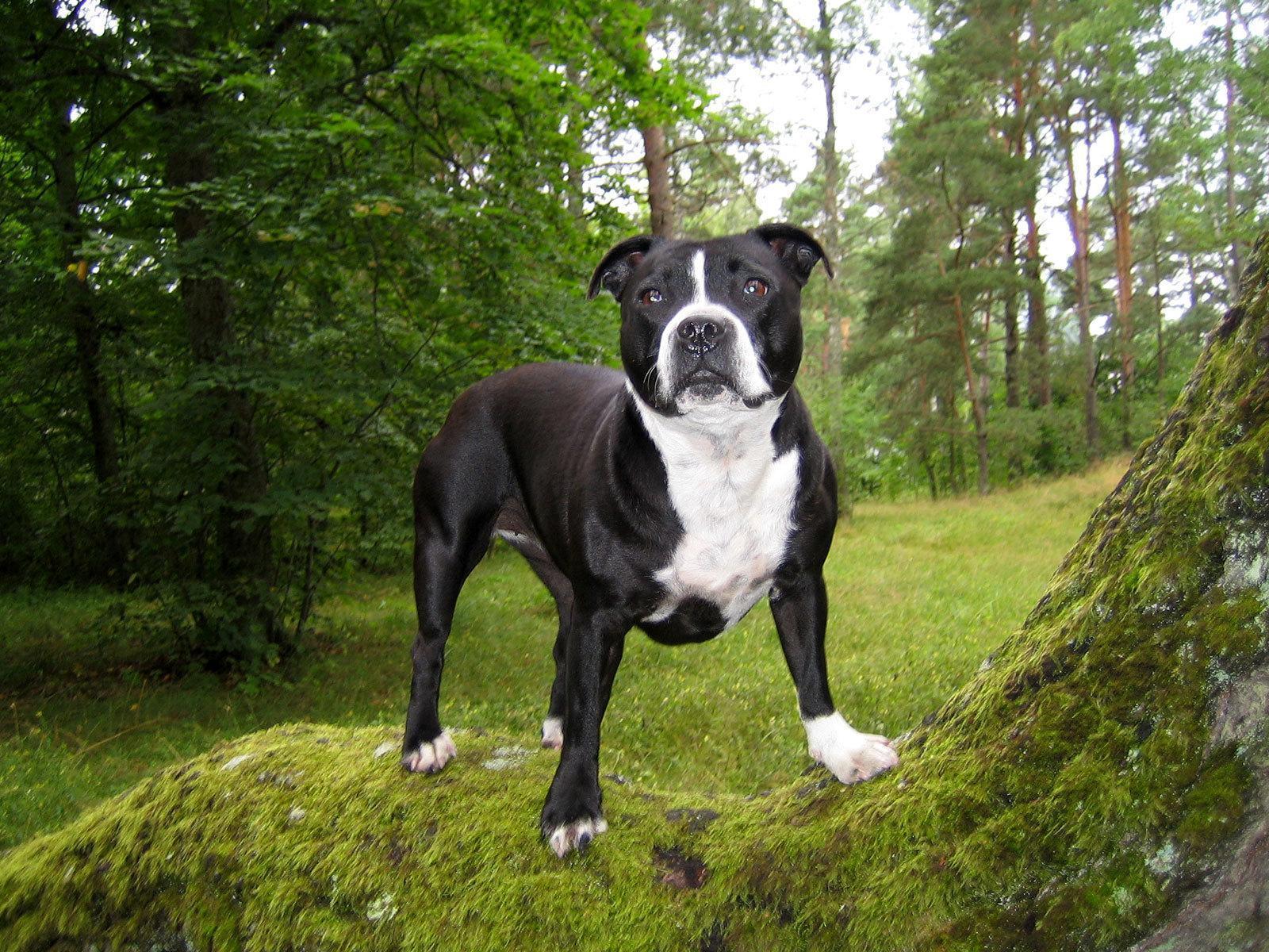 Staffordshire Bull Terriers Wallpapers - Top Free Staffordshire Bull ...