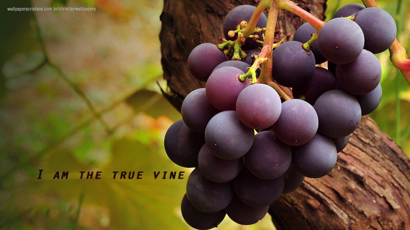 Grape Vine Wallpapers - Top Free Grape Vine Backgrounds - WallpaperAccess