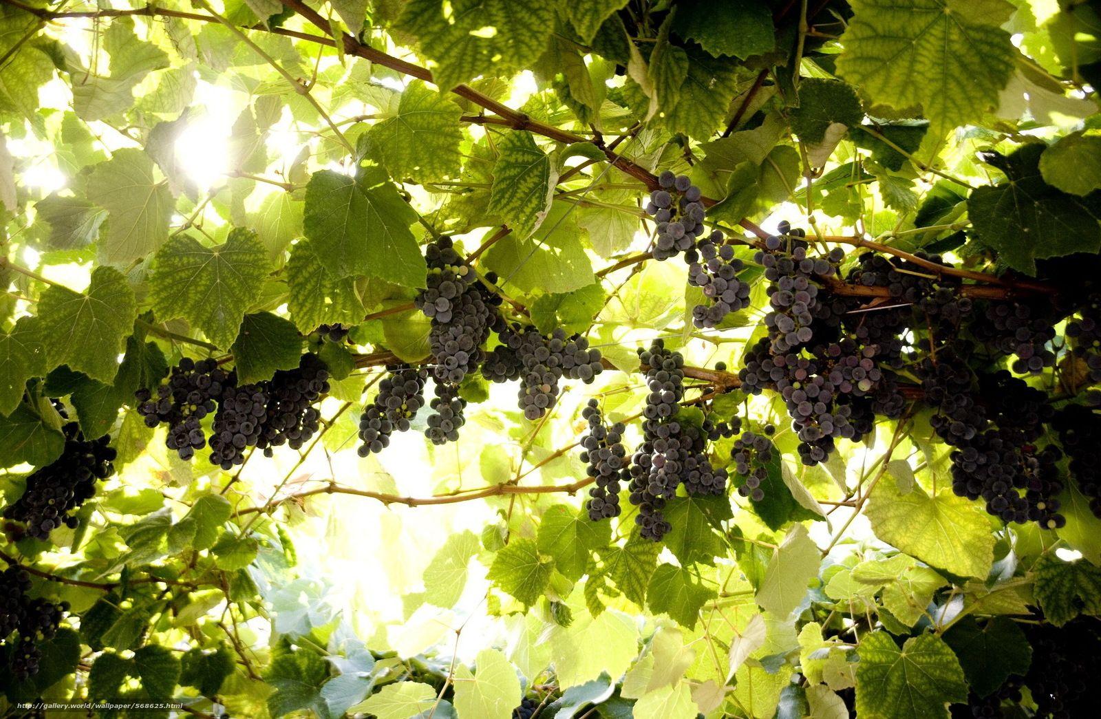 Grape Vine Wallpapers - Top Free Grape Vine Backgrounds - WallpaperAccess