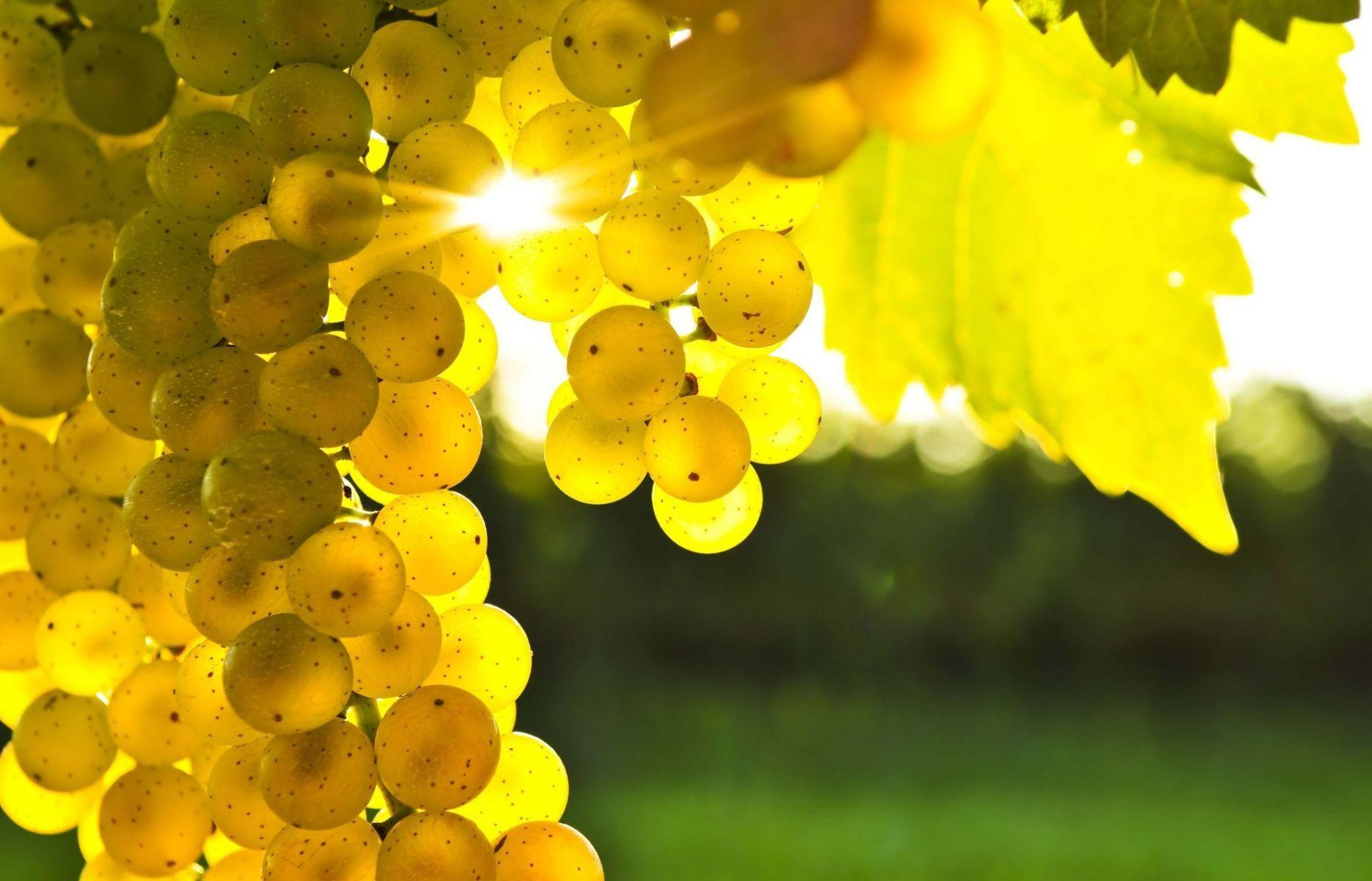 Grape Vine Wallpapers - Top Free Grape Vine Backgrounds - WallpaperAccess