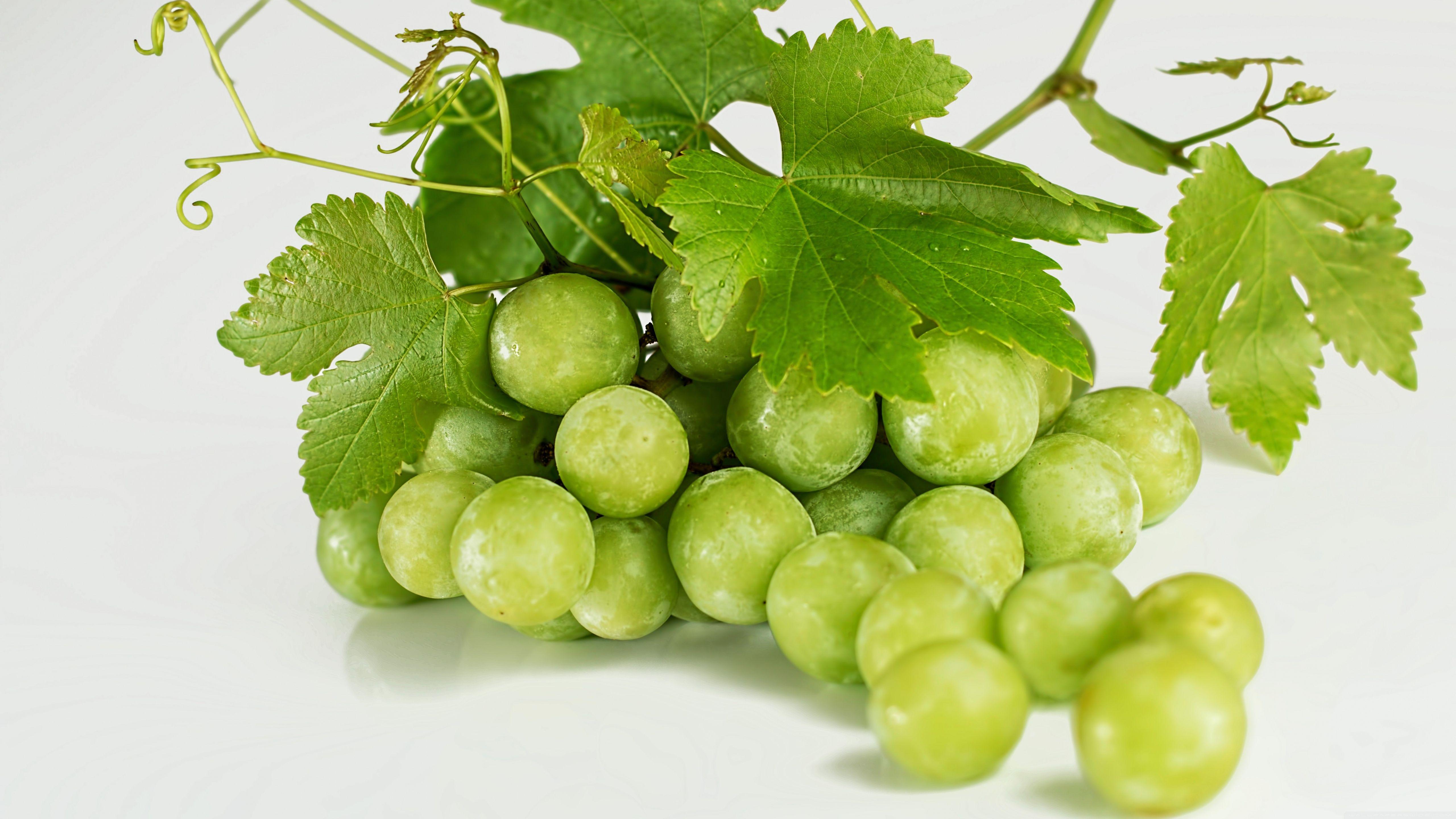 Grape Vine Wallpapers - Top Free Grape Vine Backgrounds - WallpaperAccess