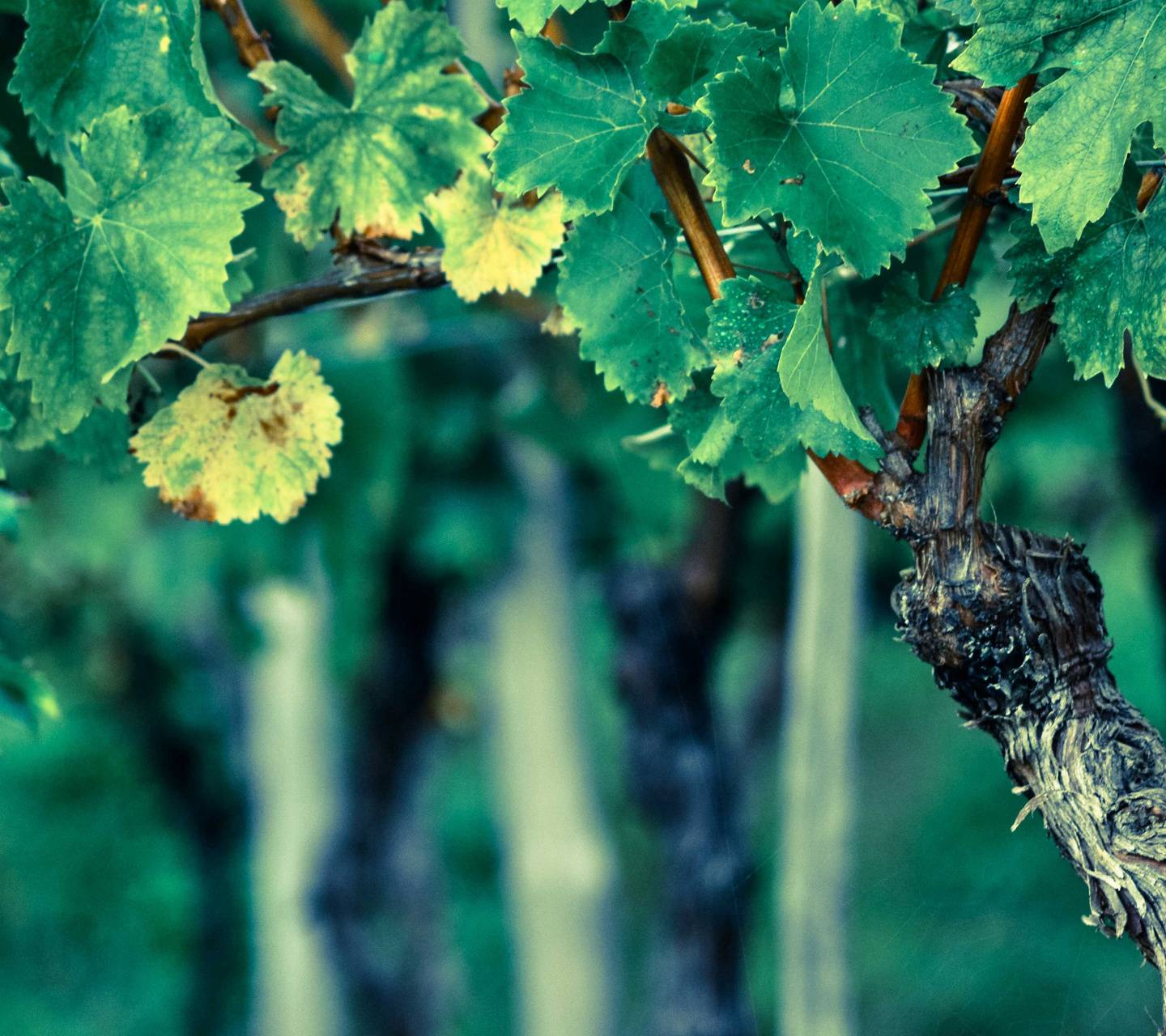 Grape Vine Wallpapers - Top Free Grape Vine Backgrounds - WallpaperAccess