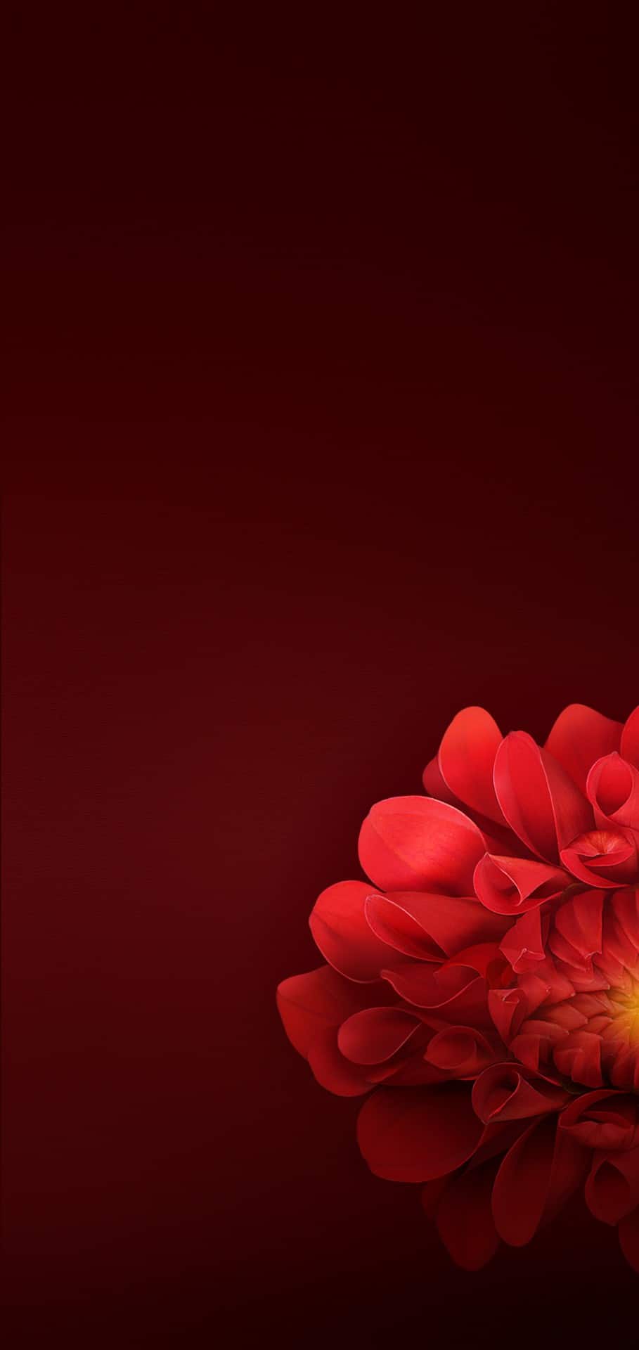 Oppo Original Wallpapers - Top Free Oppo Original Backgrounds ...