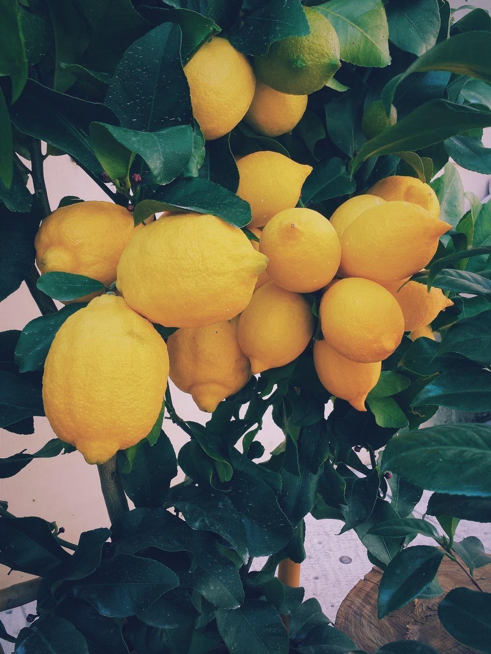 Aesthetic Fruit Wallpapers - Top Free Aesthetic Fruit Backgrounds ...