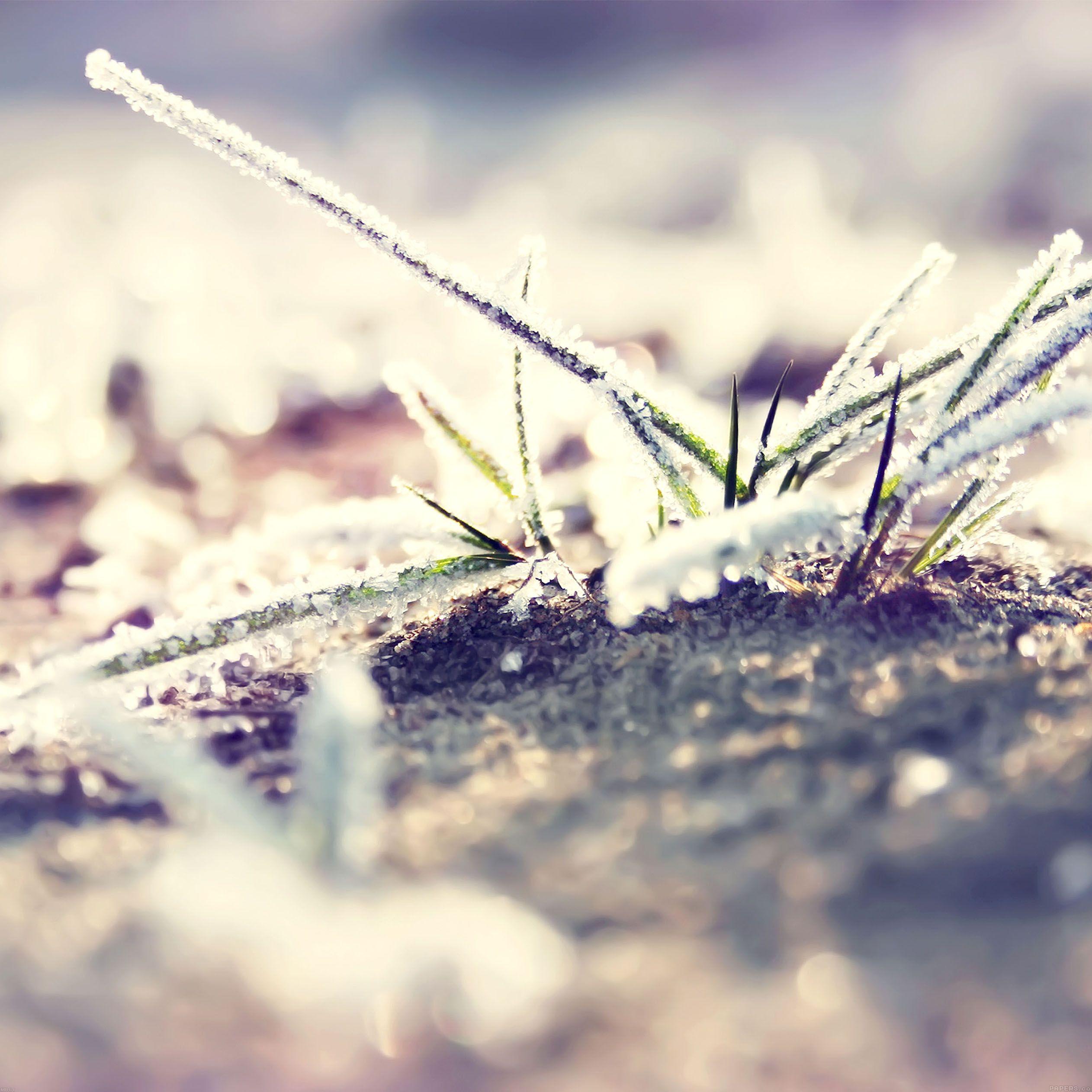 Early Frost Wallpapers - Top Free Early Frost Backgrounds - WallpaperAccess