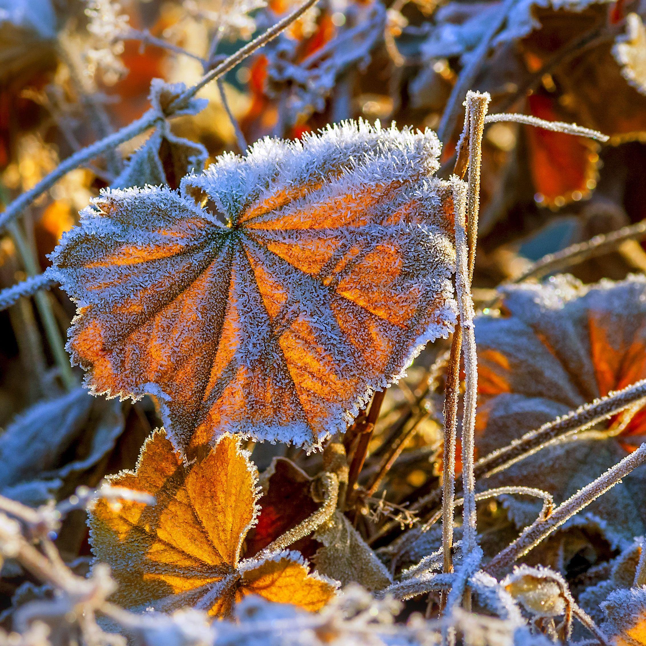 Early Frost Wallpapers - Top Free Early Frost Backgrounds - WallpaperAccess