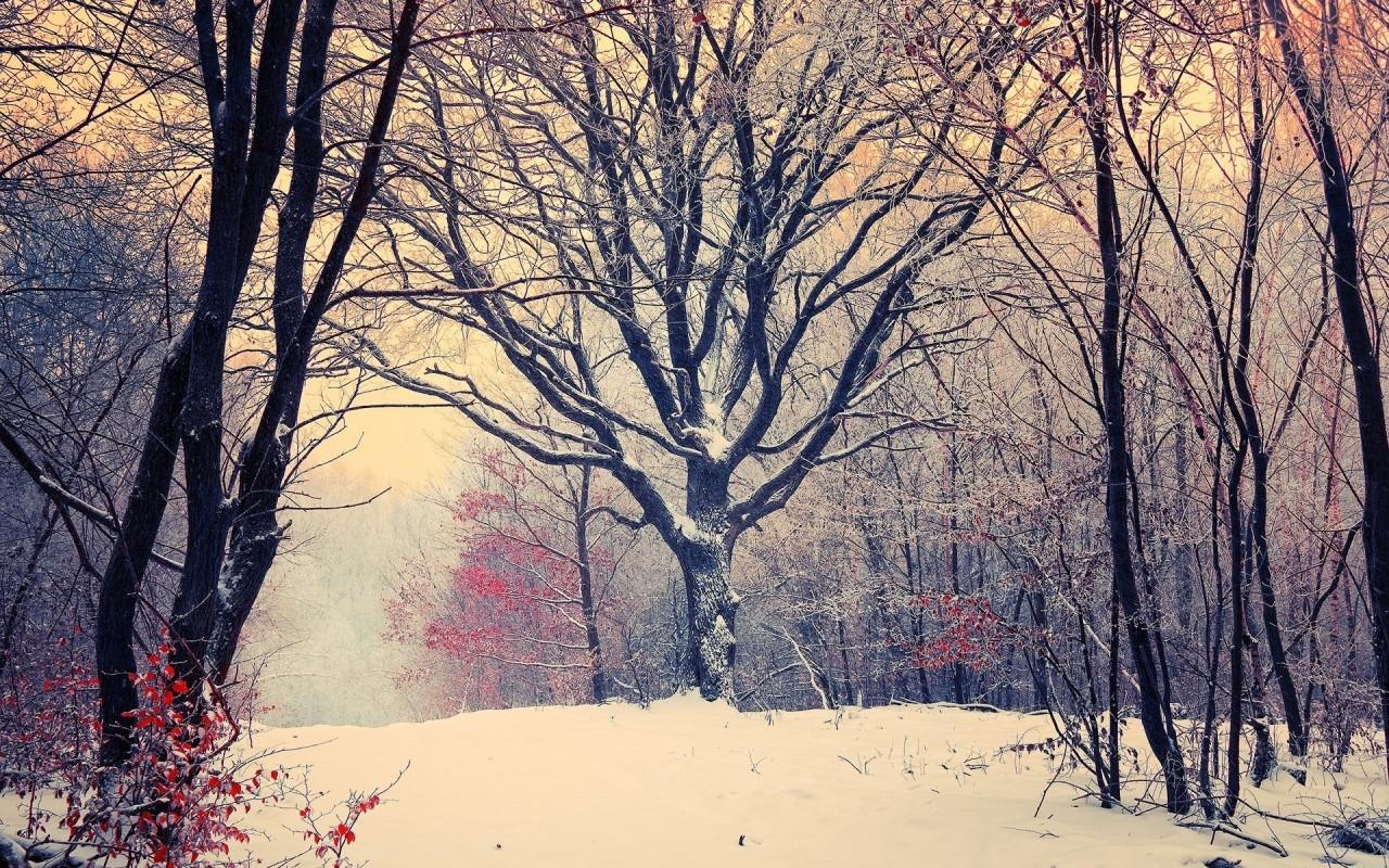 Early Frost Wallpapers - Top Free Early Frost Backgrounds - WallpaperAccess