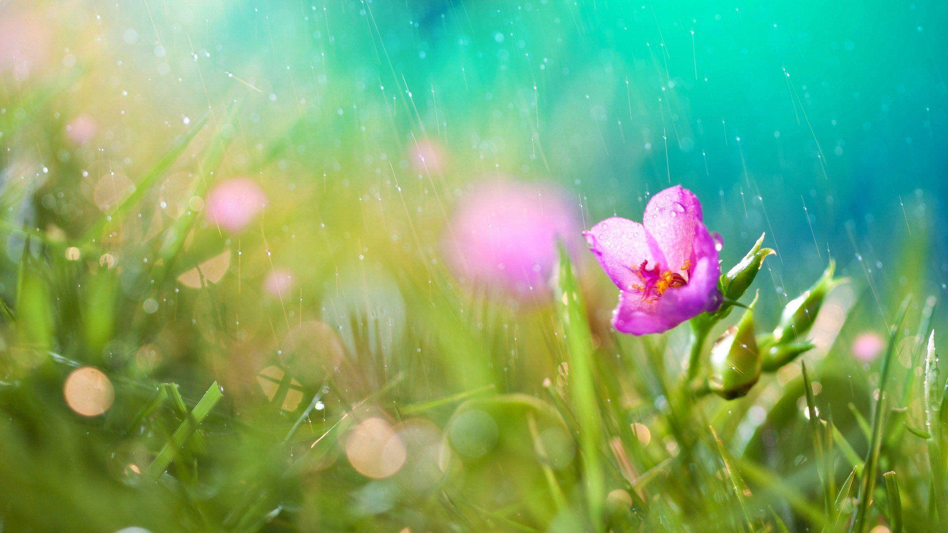 Amazing Rain Wallpapers - Top Free Amazing Rain Backgrounds ...