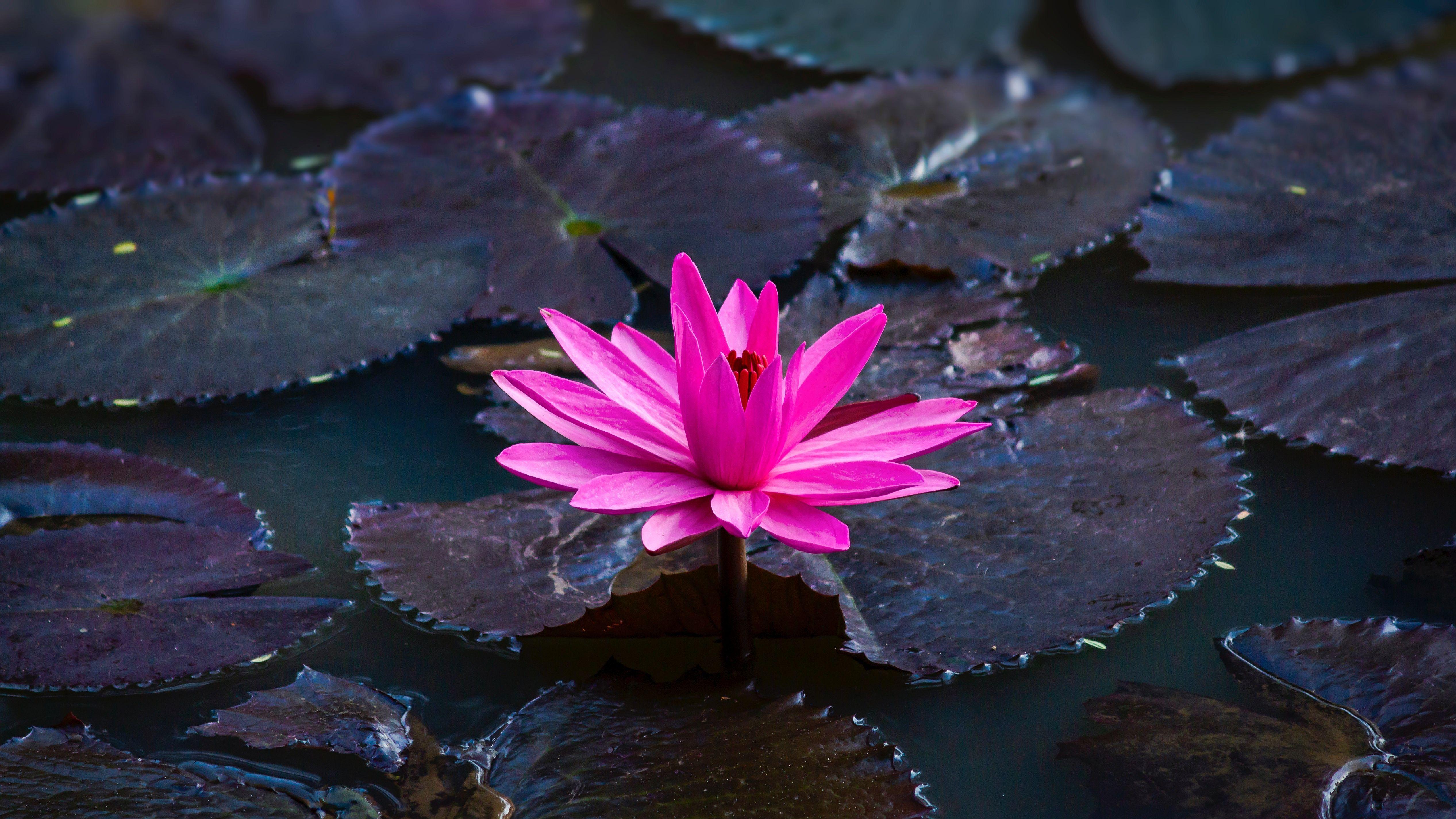 HD Lotus Wallpapers - Top Free HD Lotus Backgrounds - WallpaperAccess