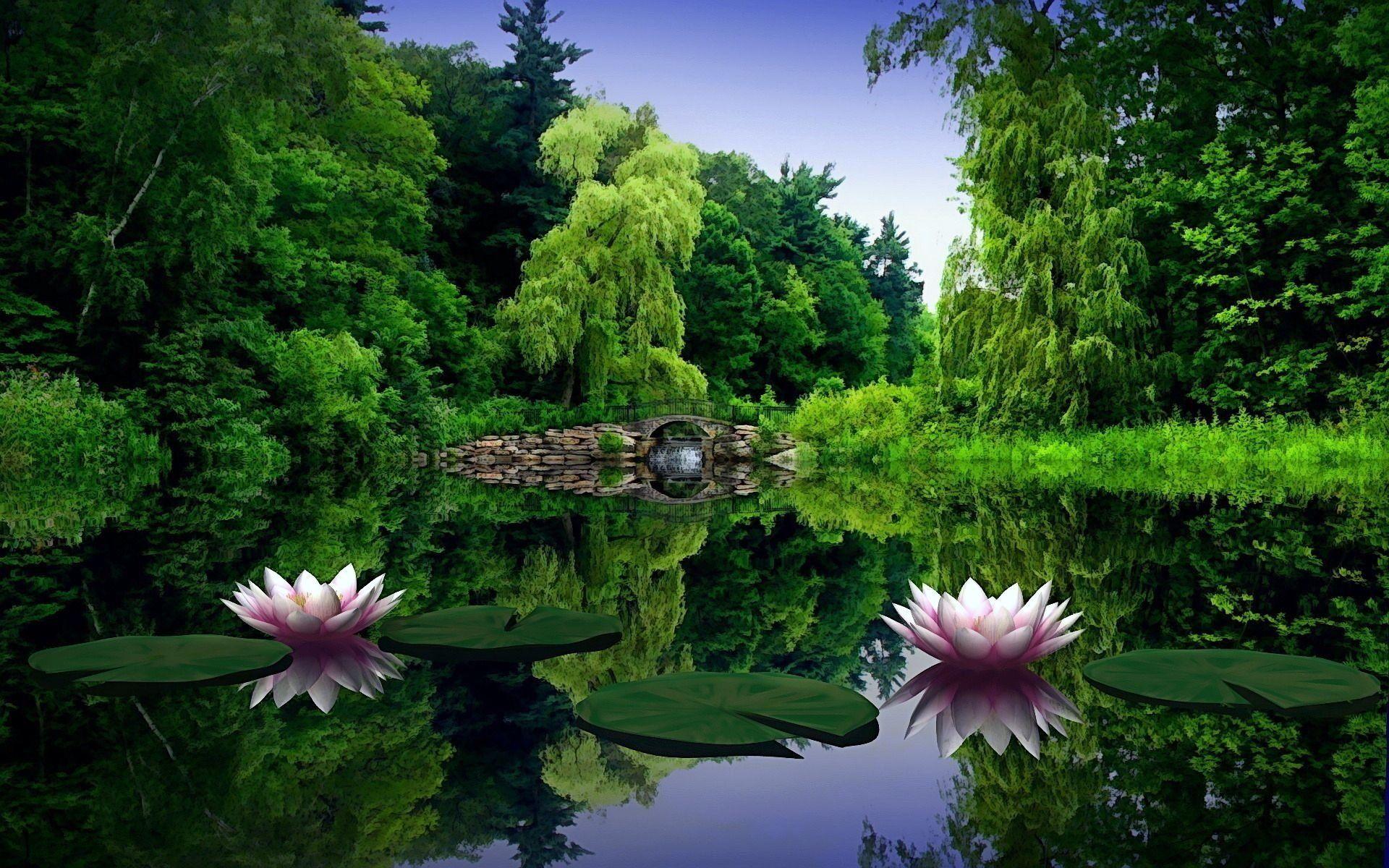 4K Lotus Flower Wallpapers - Top Free 4K Lotus Flower Backgrounds ...