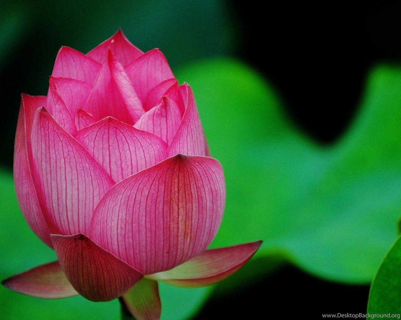 HD Lotus Wallpapers - Top Free HD Lotus Backgrounds - WallpaperAccess