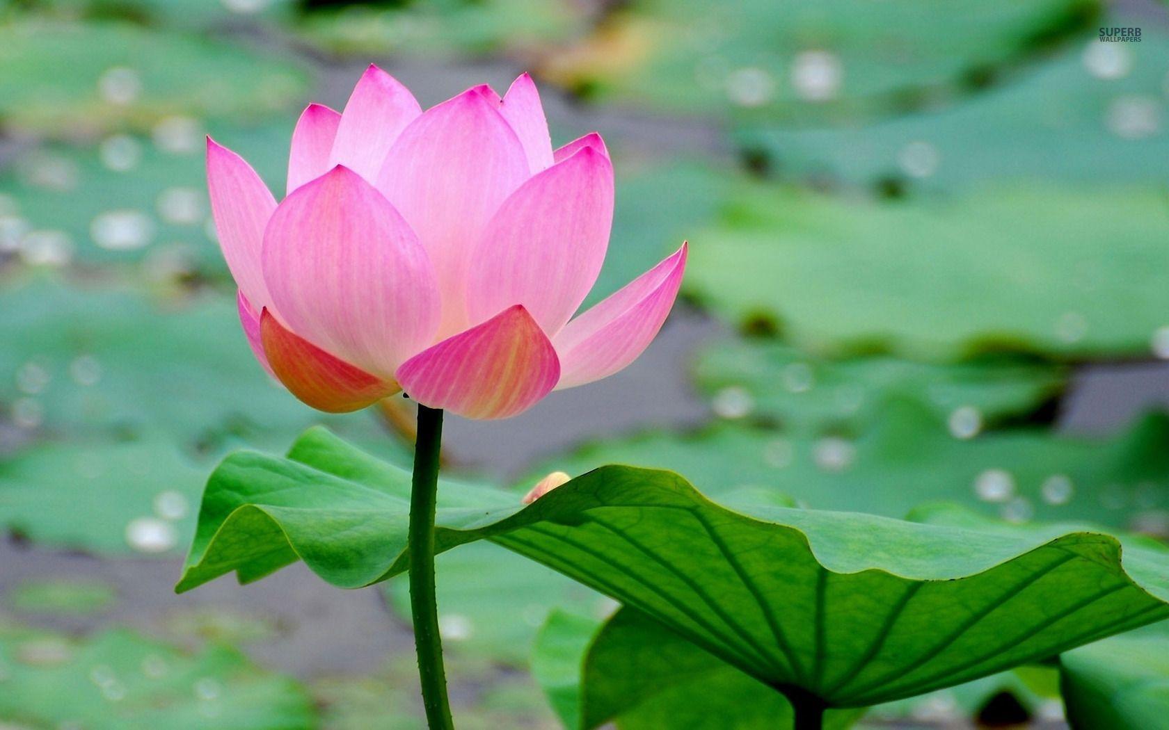 HD Lotus Wallpapers - Top Free HD Lotus Backgrounds - WallpaperAccess