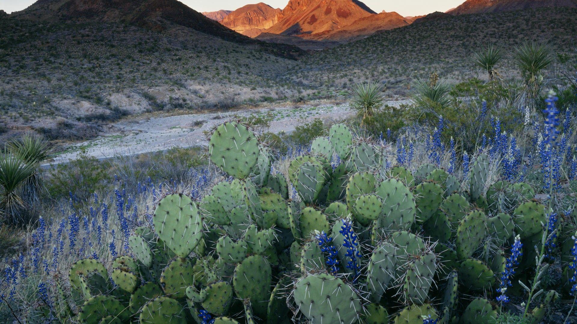 Cactus Landscape Wallpapers - Top Free Cactus Landscape Backgrounds ...
