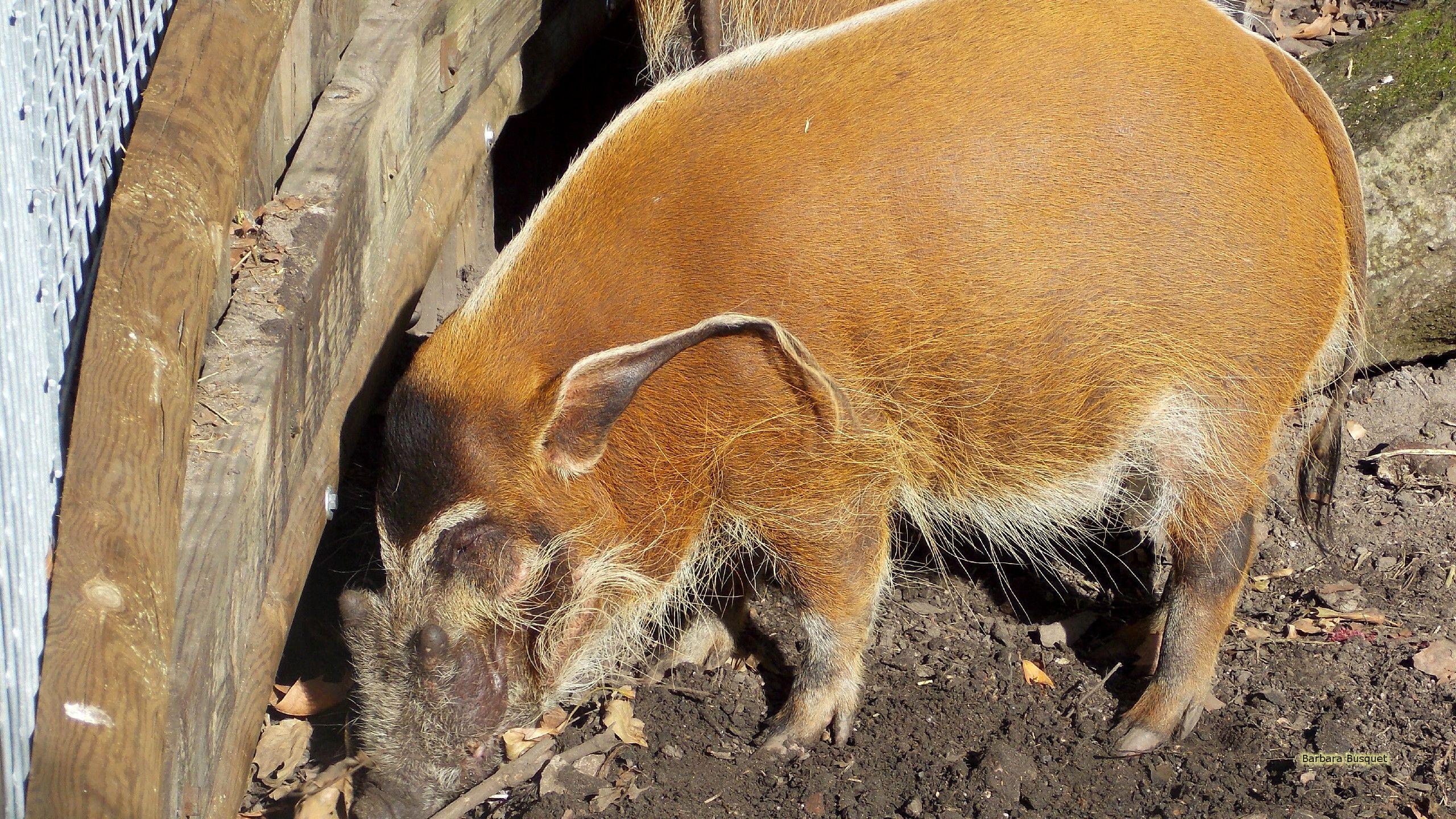 Hog Rider Wallpapers - Top Free Hog Rider Backgrounds - WallpaperAccess