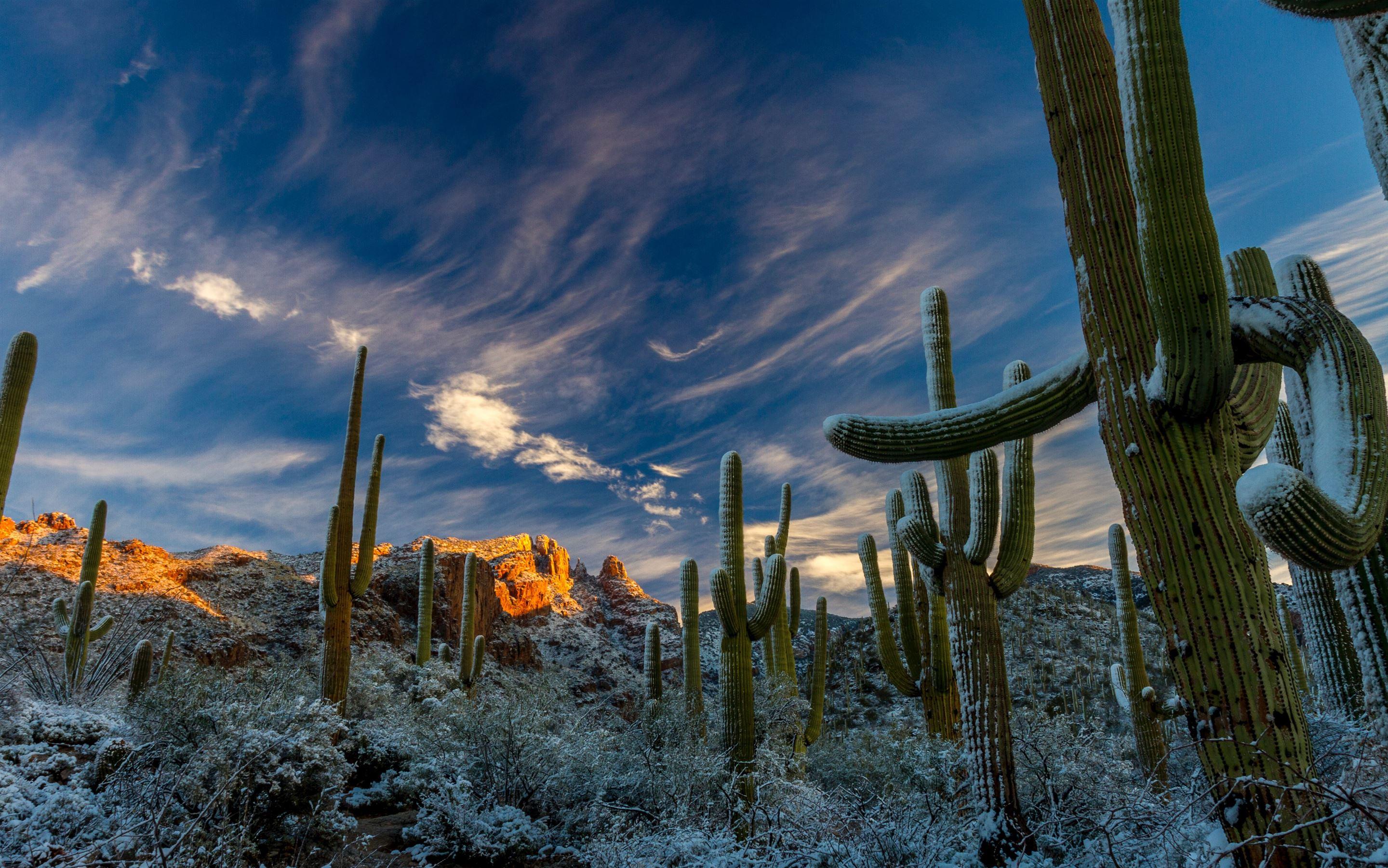 Cactus Landscape Wallpapers - Top Free Cactus Landscape Backgrounds ...
