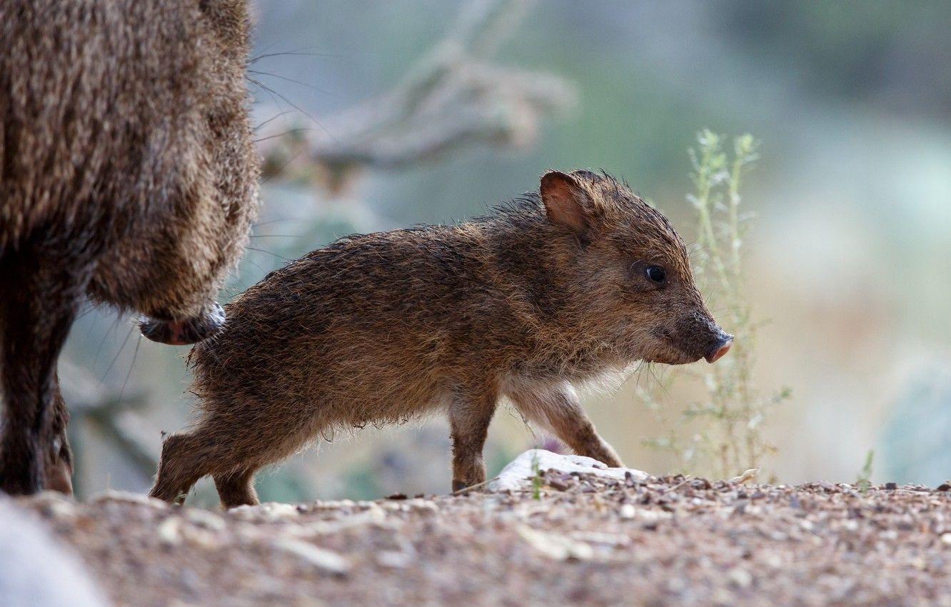 Hog Rider Wallpapers - Top Free Hog Rider Backgrounds - WallpaperAccess