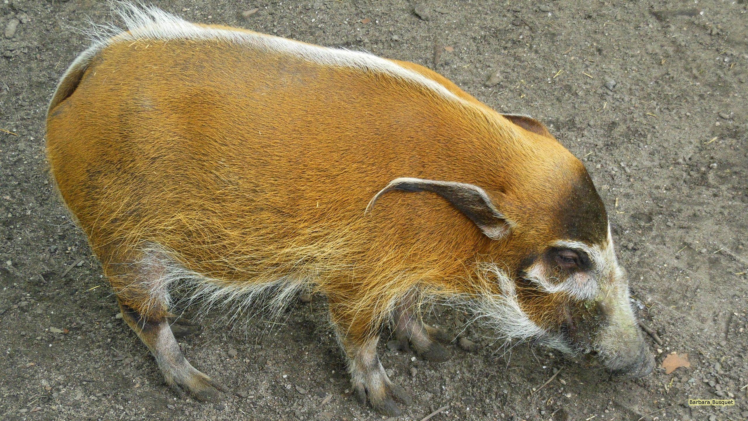 Hog Rider Wallpapers - Top Free Hog Rider Backgrounds - WallpaperAccess