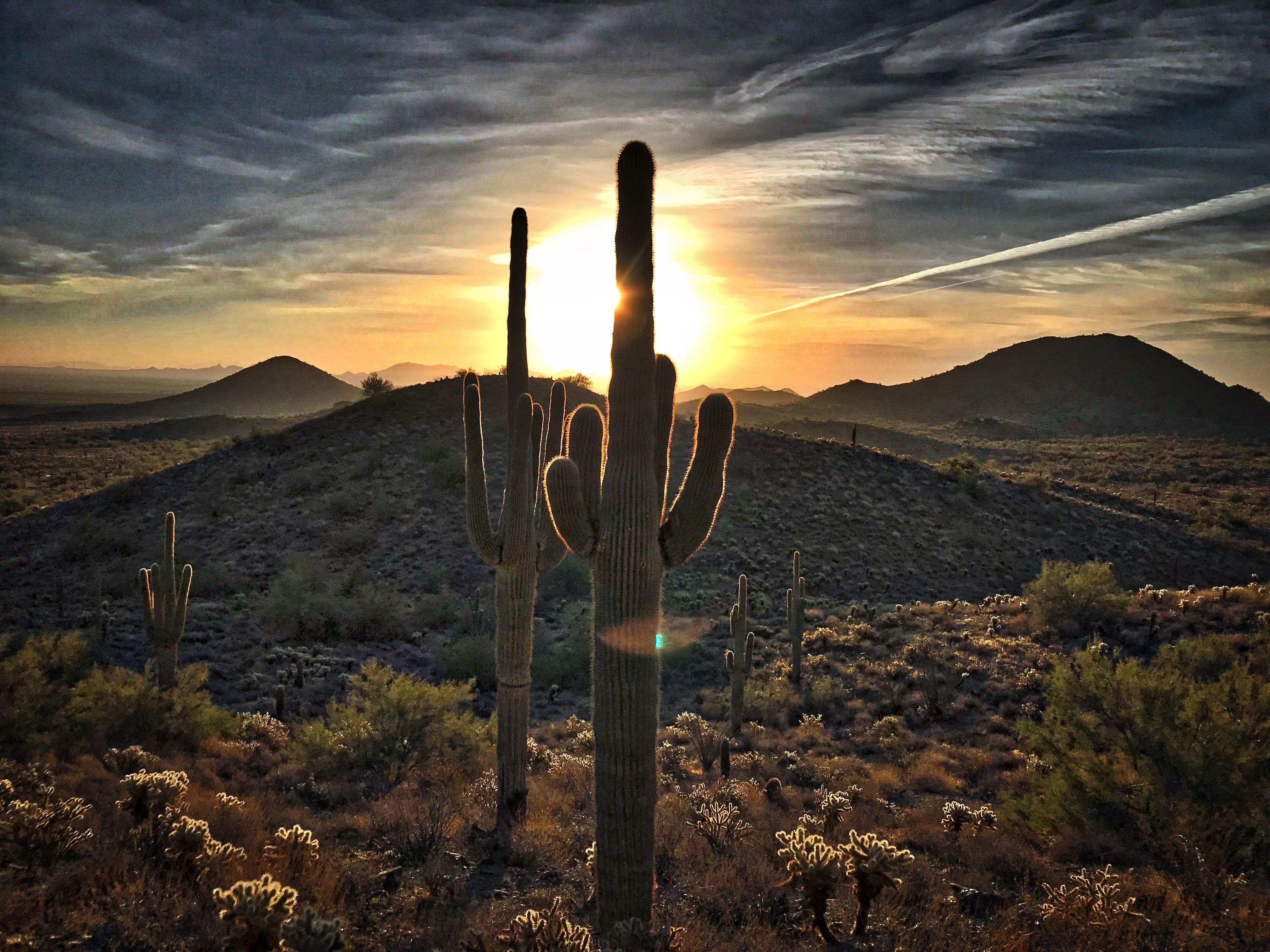 Cactus Landscape Wallpapers - Top Free Cactus Landscape Backgrounds ...