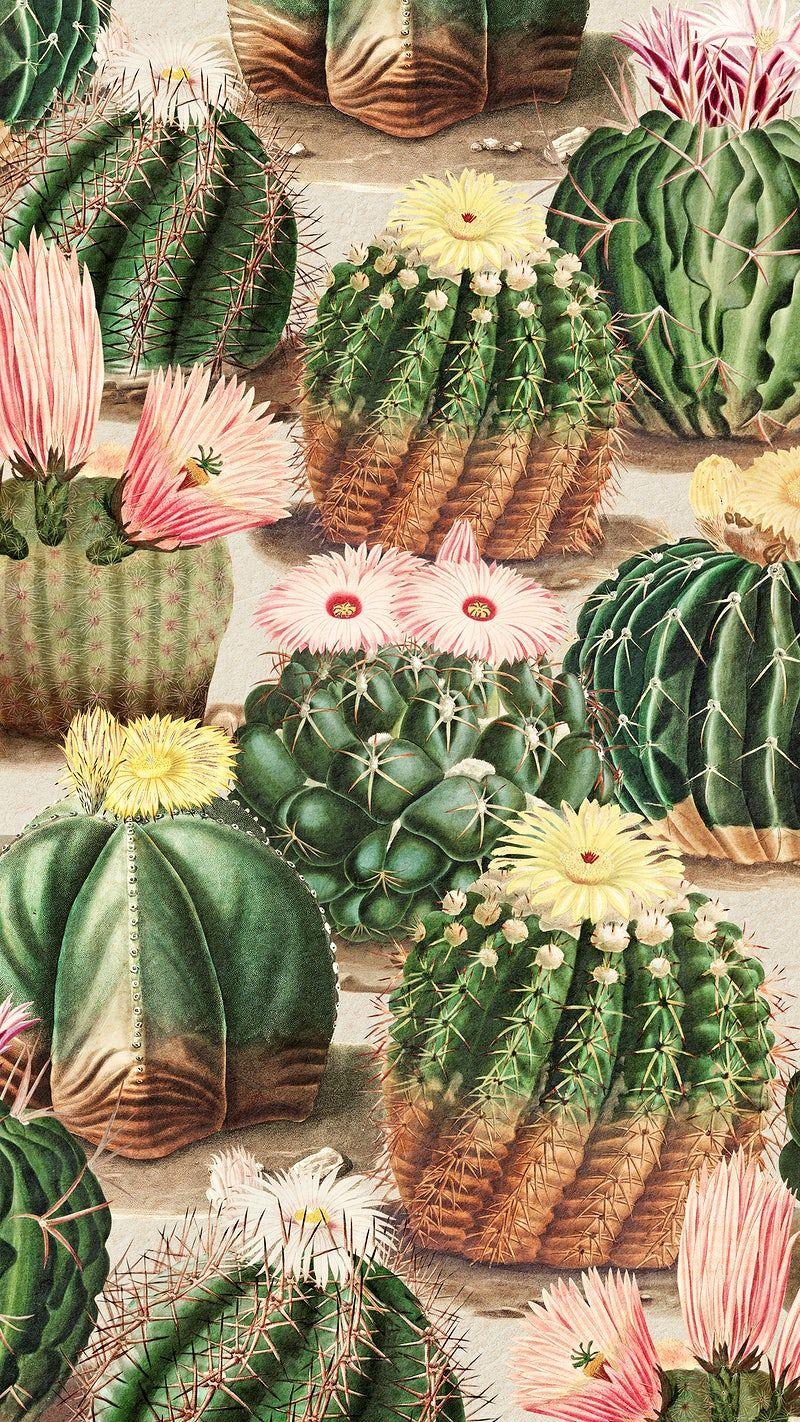 Vintage Cactus Wallpapers - Top Free Vintage Cactus Backgrounds ...