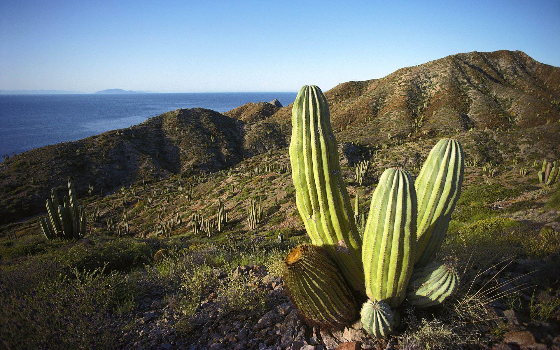 Cactus Landscape Wallpapers - Top Free Cactus Landscape Backgrounds ...