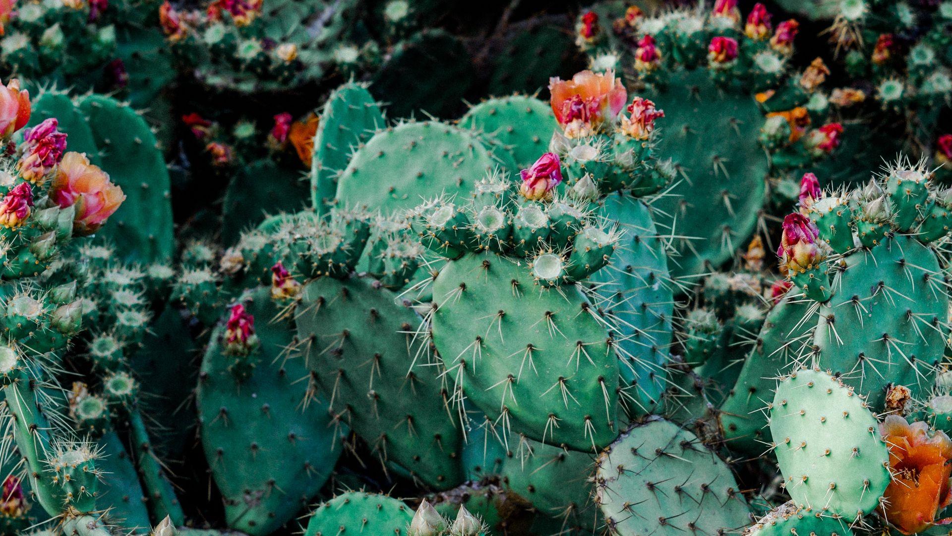 Cactus Landscape Wallpapers - Top Free Cactus Landscape Backgrounds ...