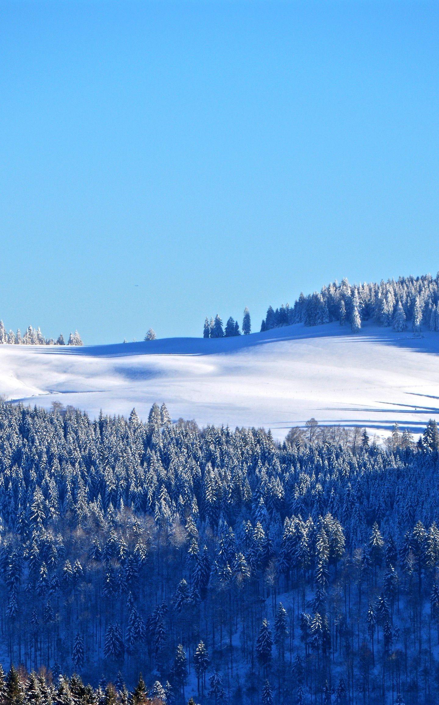Arctic Forest Wallpapers - Top Free Arctic Forest Backgrounds ...