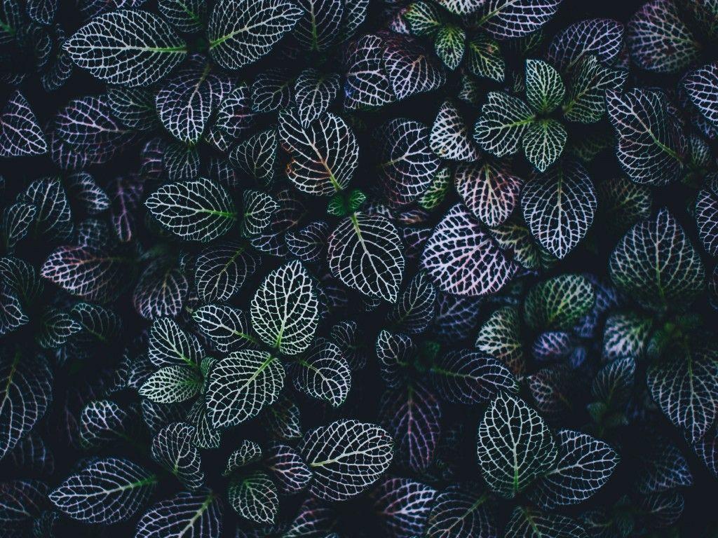 4K Plant Wallpapers - Top Free 4K Plant Backgrounds - WallpaperAccess