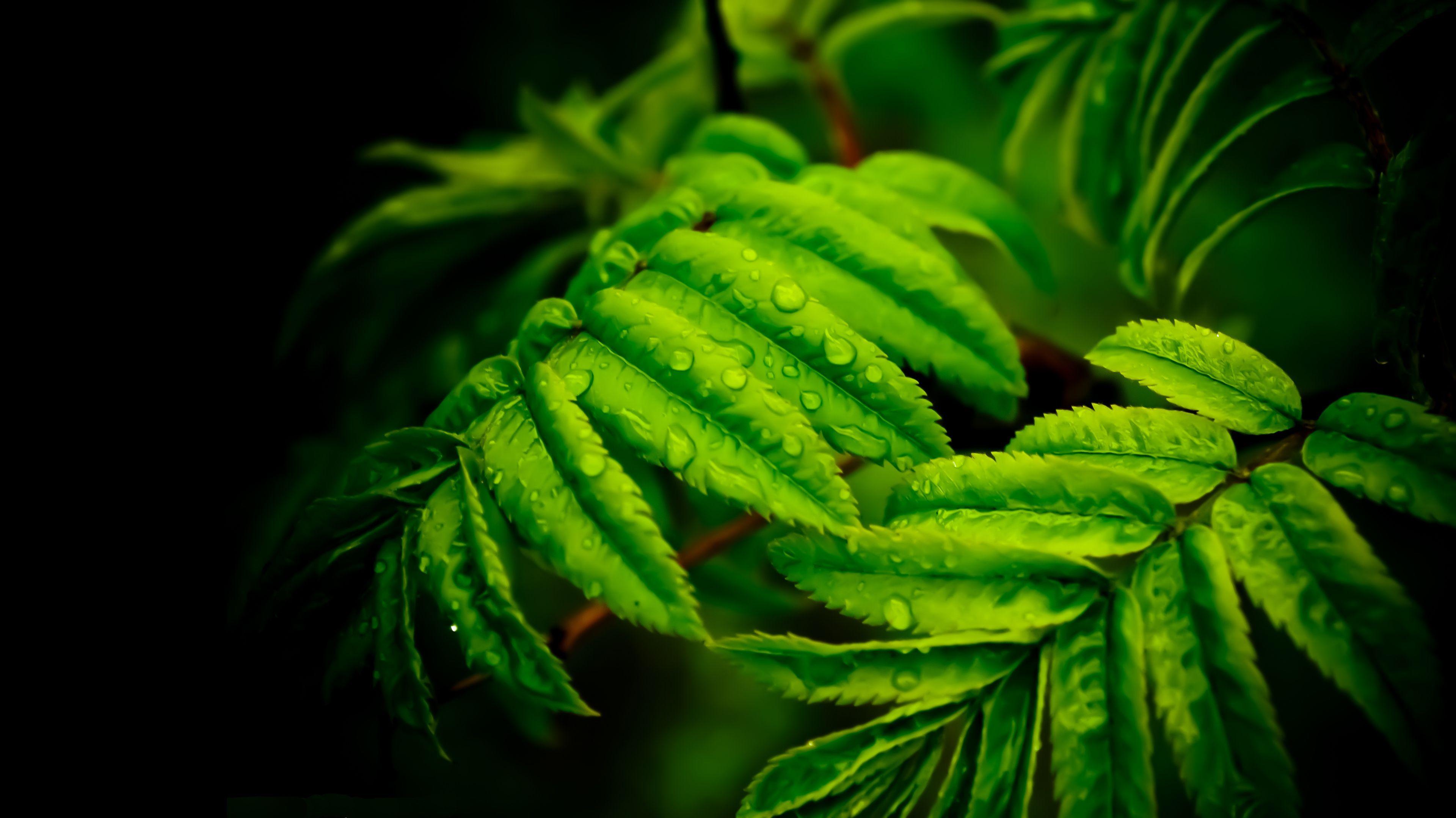 4K Plant Wallpapers - Top Free 4K Plant Backgrounds - WallpaperAccess