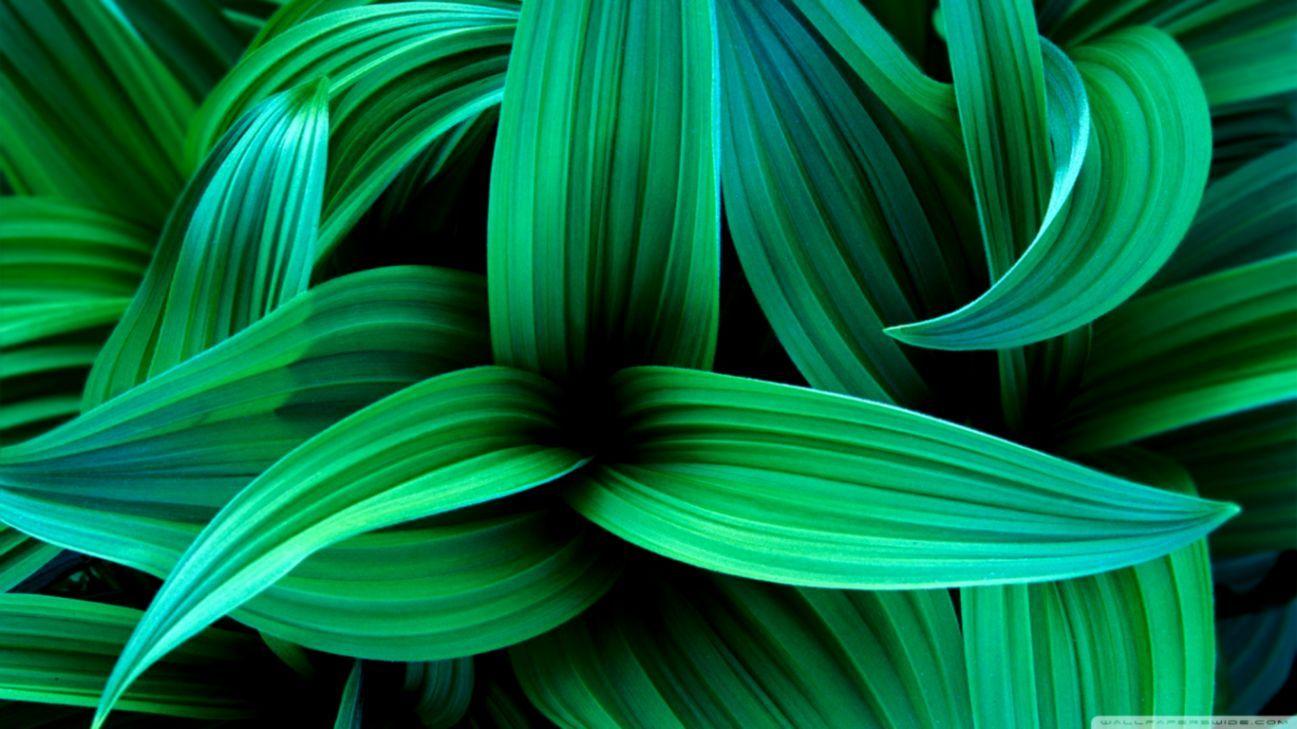 4K Plant Wallpapers - Top Free 4K Plant Backgrounds - WallpaperAccess