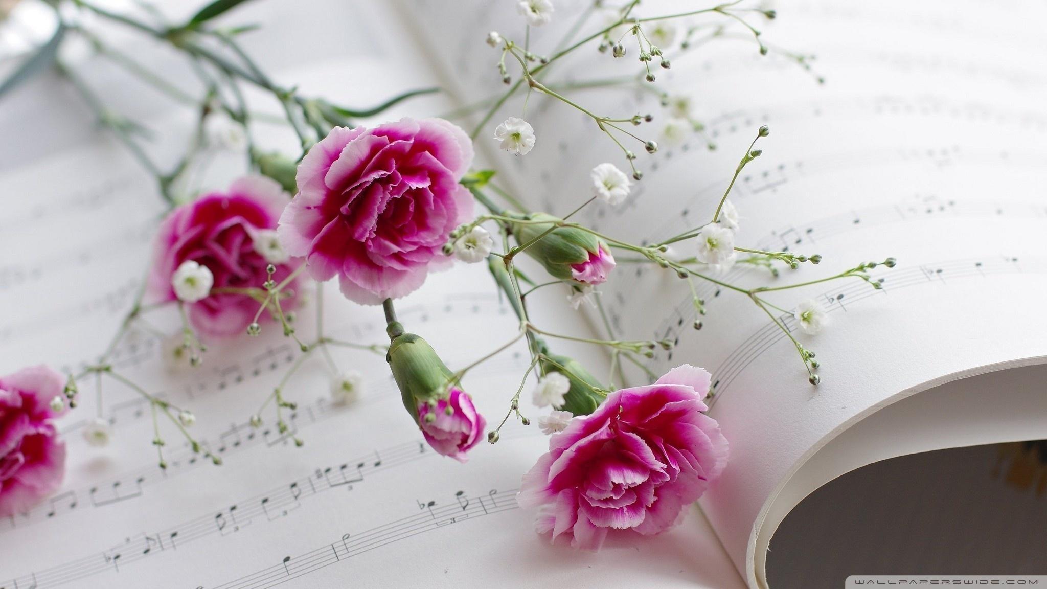 Carnation Flower Wallpapers - Top Free Carnation Flower Backgrounds ...