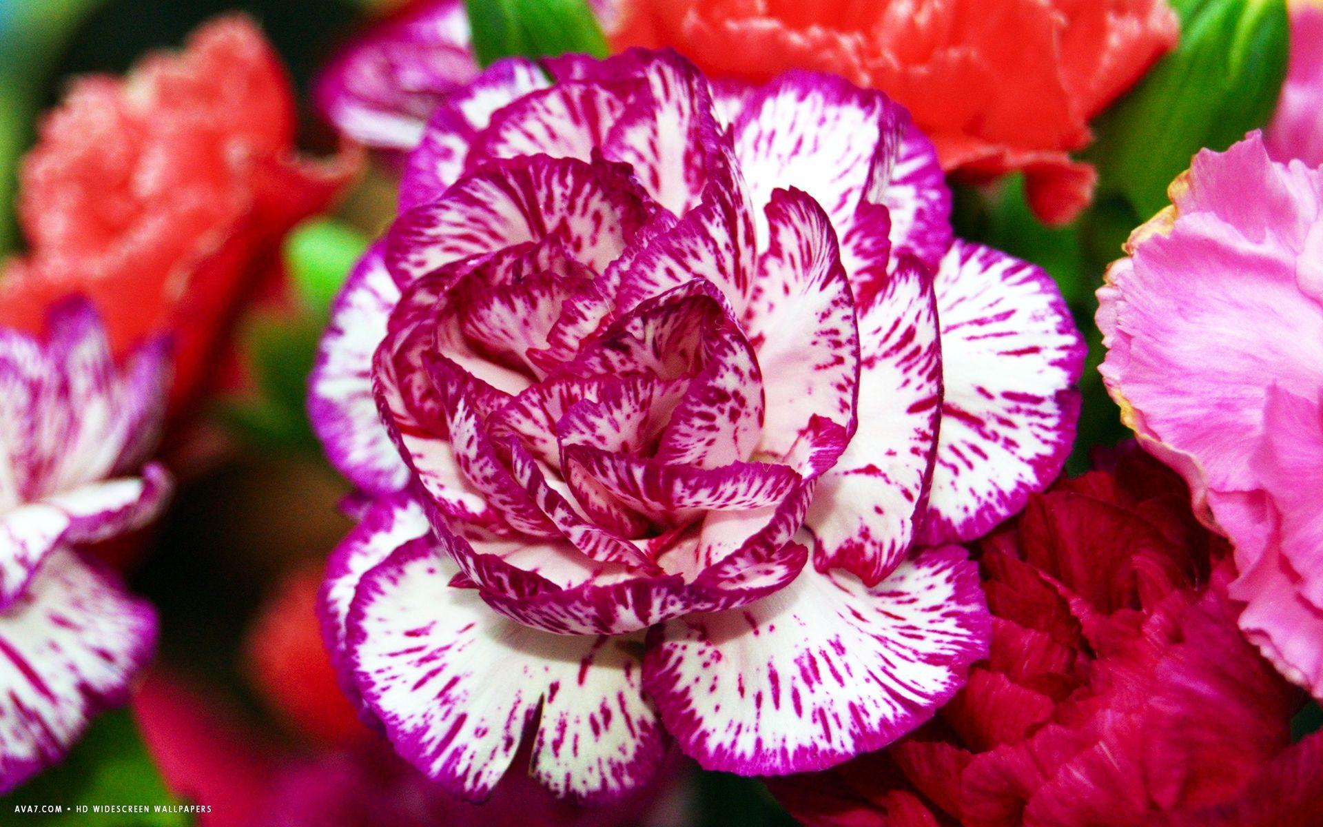 Carnation Flower Wallpapers - Top Free Carnation Flower Backgrounds ...