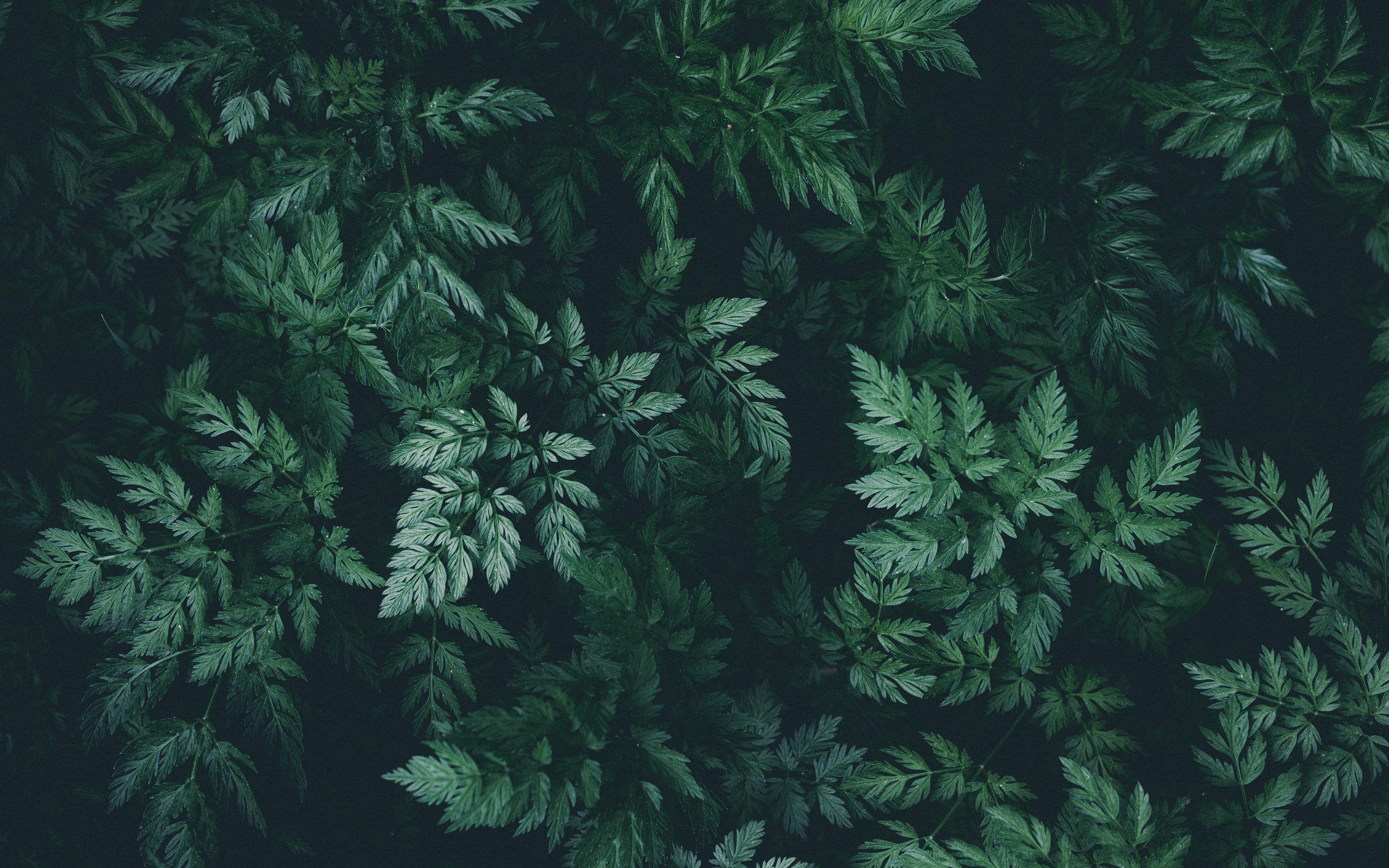 4K Plant Wallpapers - Top Free 4K Plant Backgrounds - WallpaperAccess