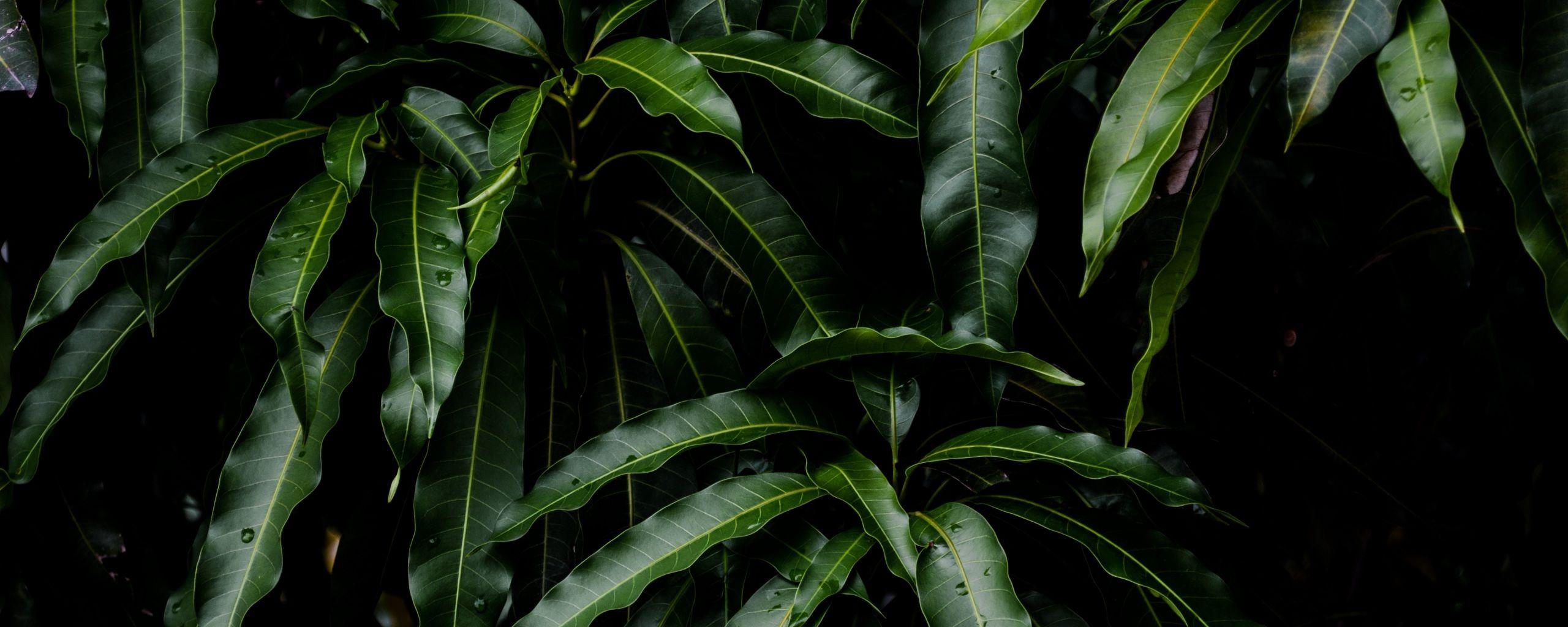 4K Plant Wallpapers - Top Free 4K Plant Backgrounds - WallpaperAccess