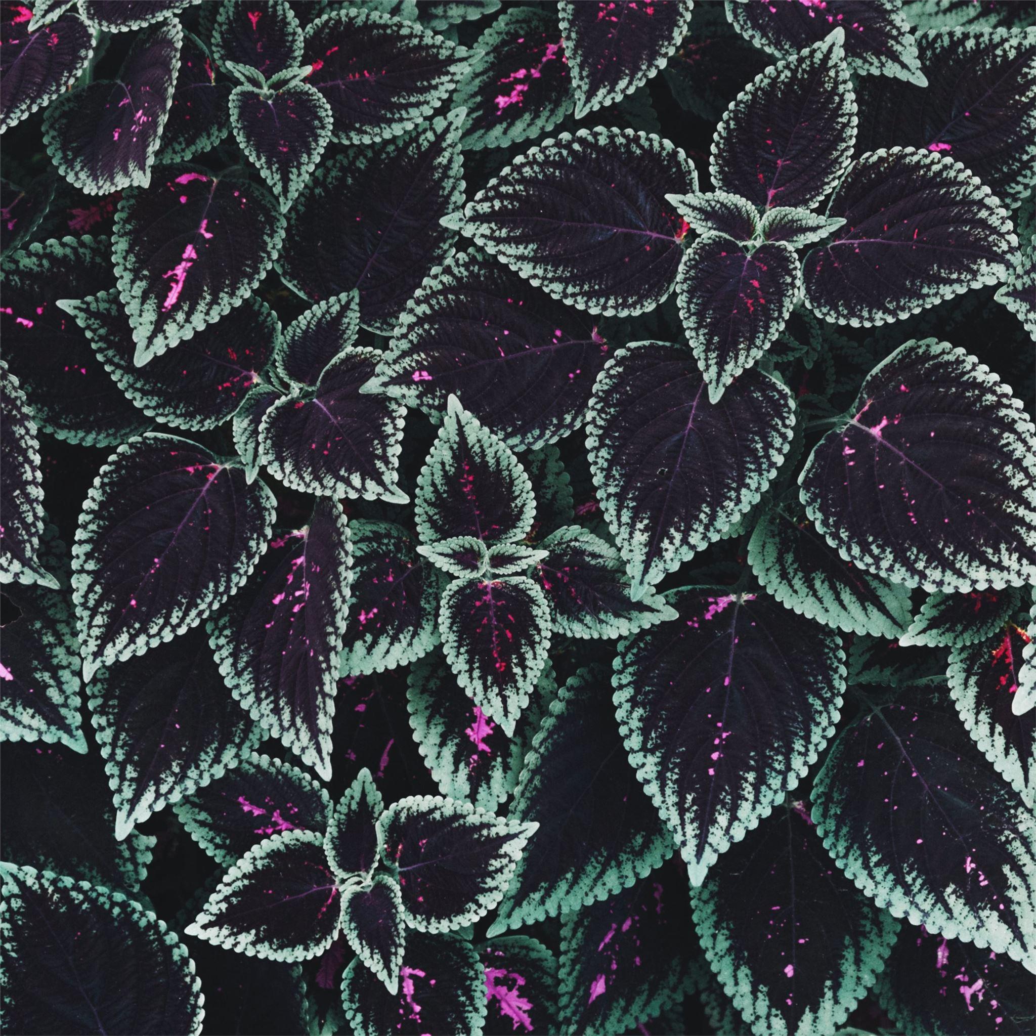 4K Plant Wallpapers - Top Free 4K Plant Backgrounds - WallpaperAccess