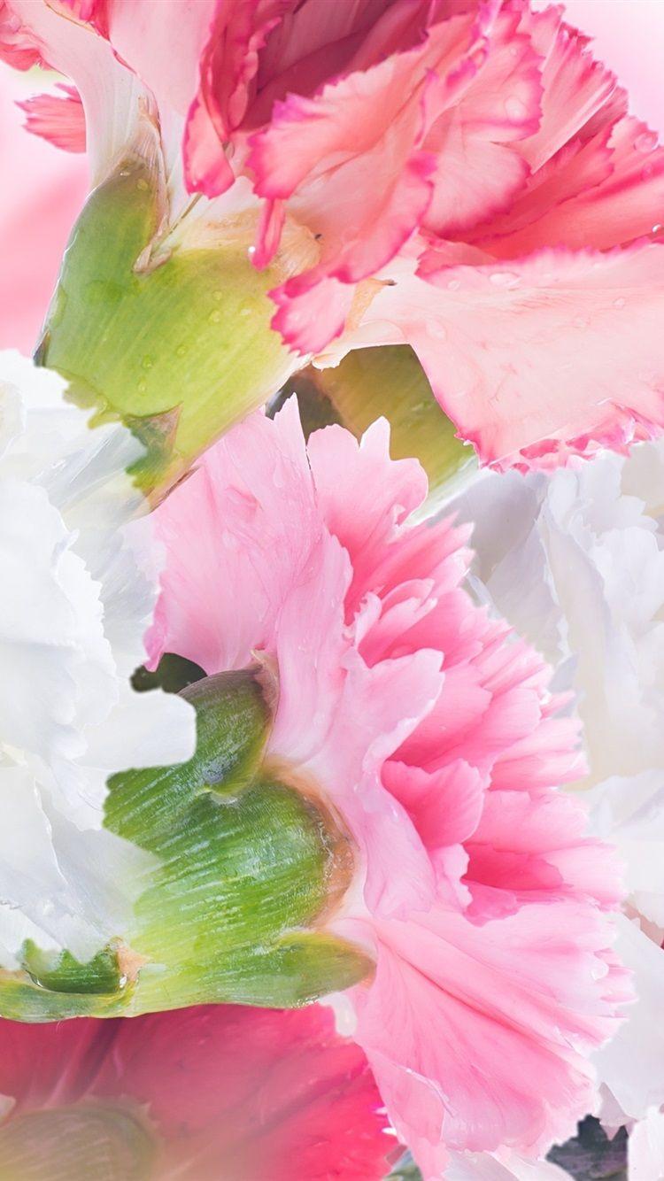 Carnation Flower Wallpapers - Top Free Carnation Flower Backgrounds ...