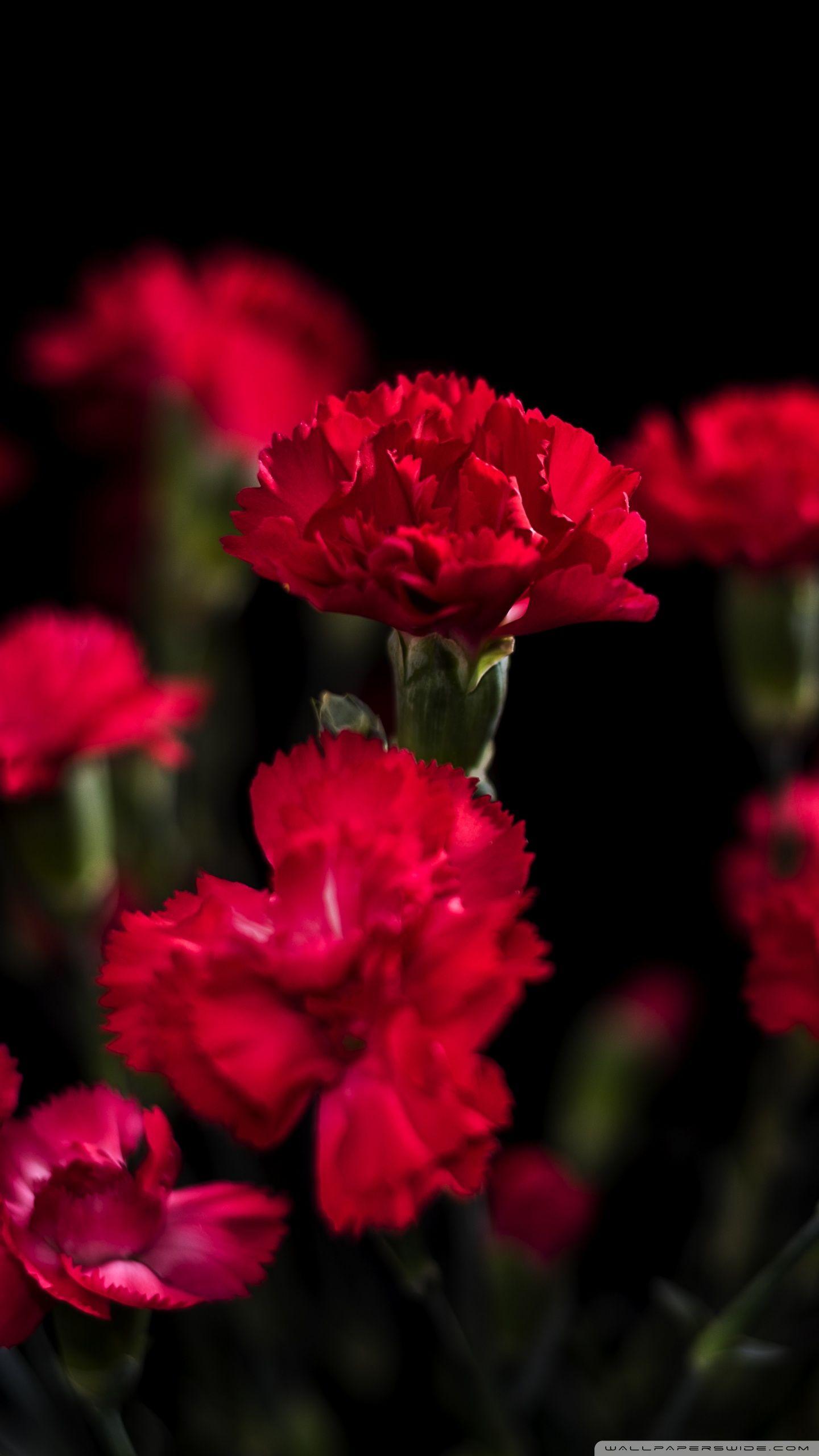 Carnation Flower Wallpapers - Top Free Carnation Flower Backgrounds ...